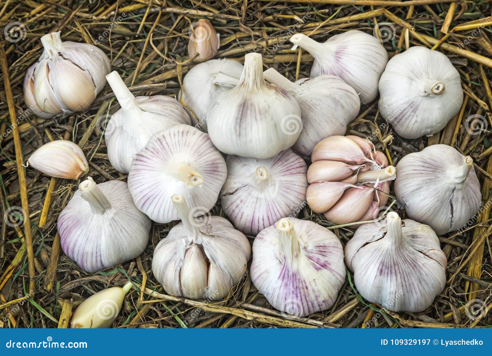 Fruits of Garlic Lying on the Straw. Stock Image - Image of organic ...