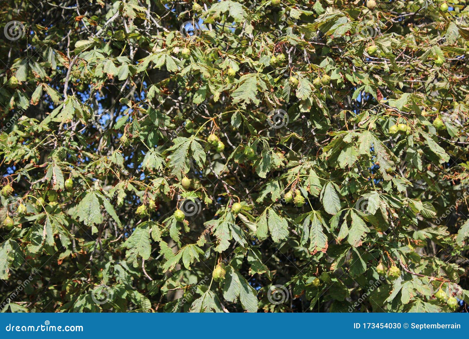 Chestnut Tree Branches in Late Summer Stock Photo - Image of foliage ...