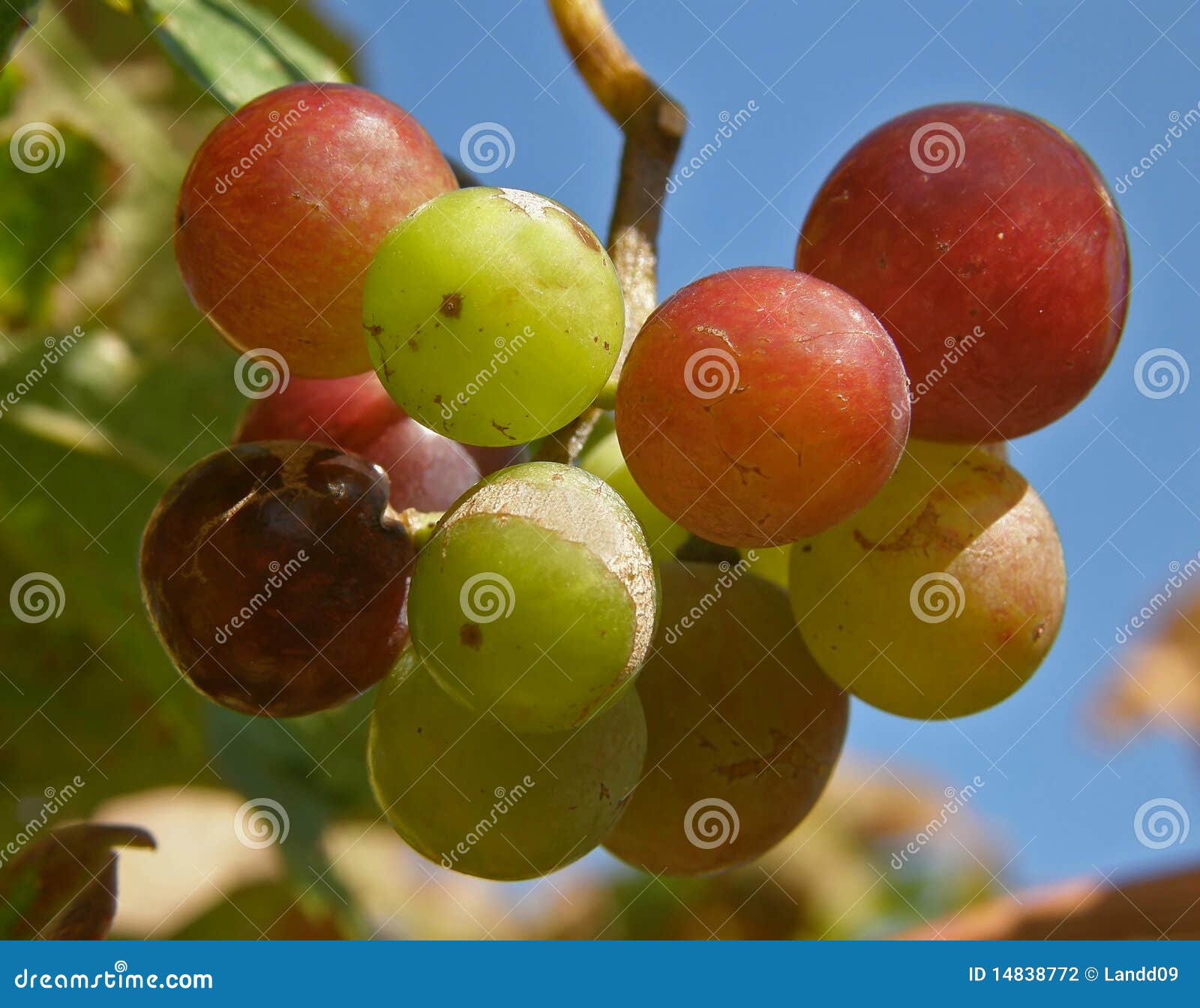 Fruits of Grapes in Different Colors Stock Photo - Image of backlit ...
