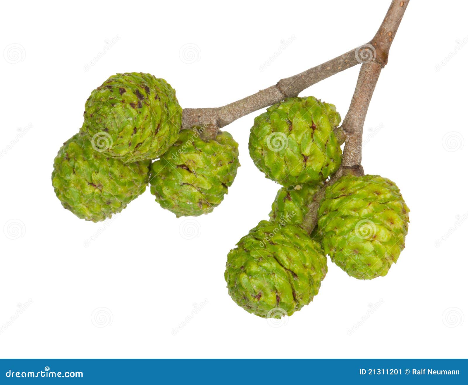 Fruits of Gray alder stock image. Image of grey, seeds - 21311201