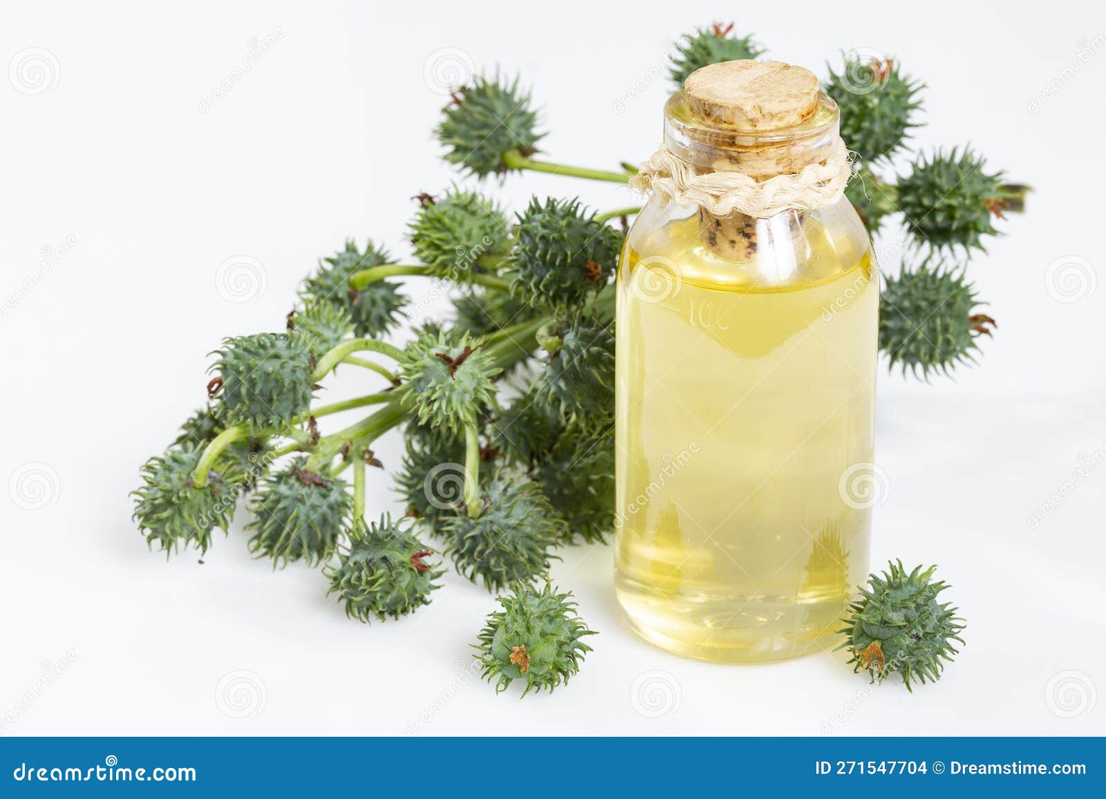 Fruits Green and Castor Oil - Ricinus Communis Stock Photo - Image of ...