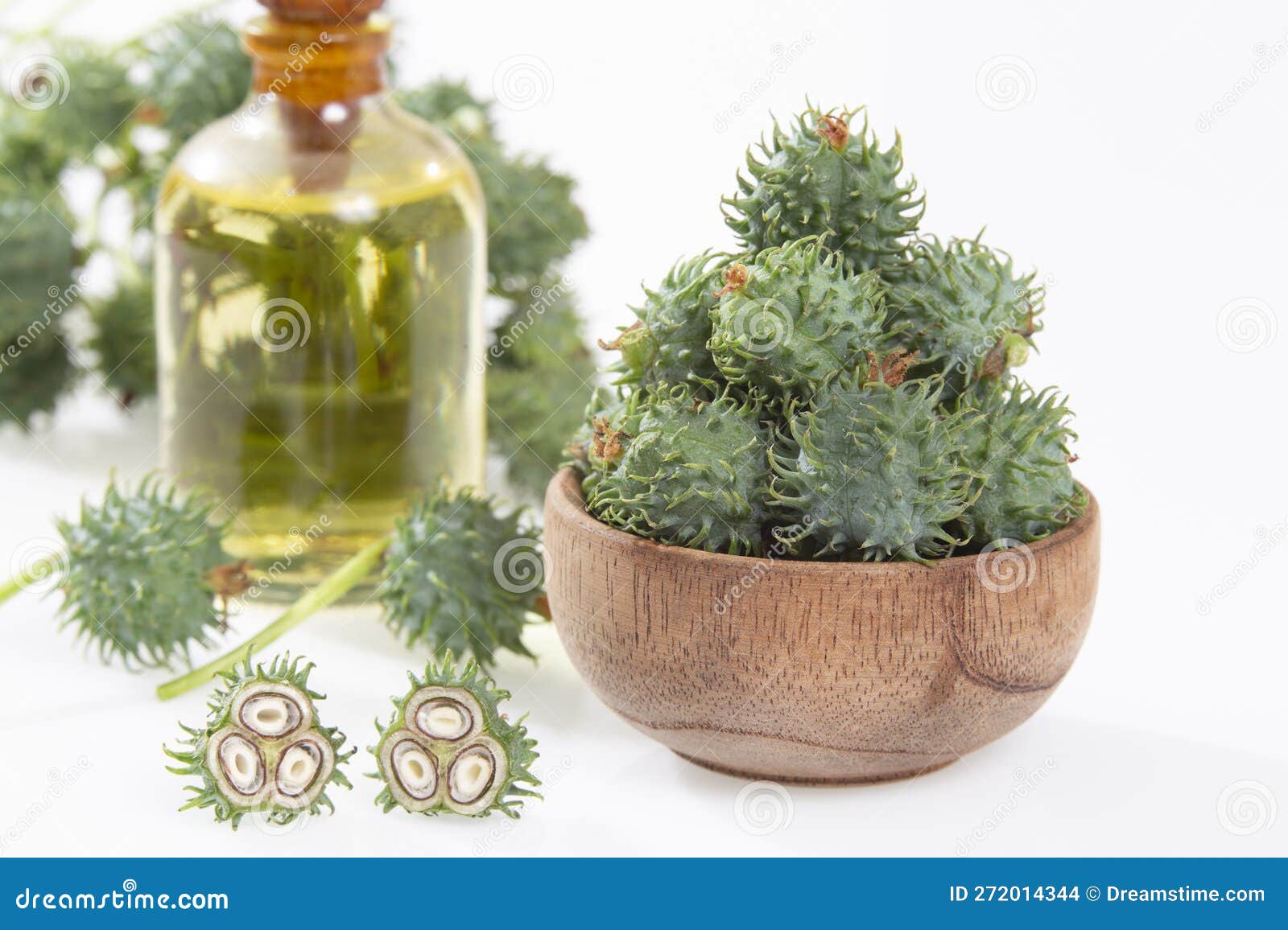 Fruits Green and Castor Oil - Ricinus Communis Stock Photo - Image of ...