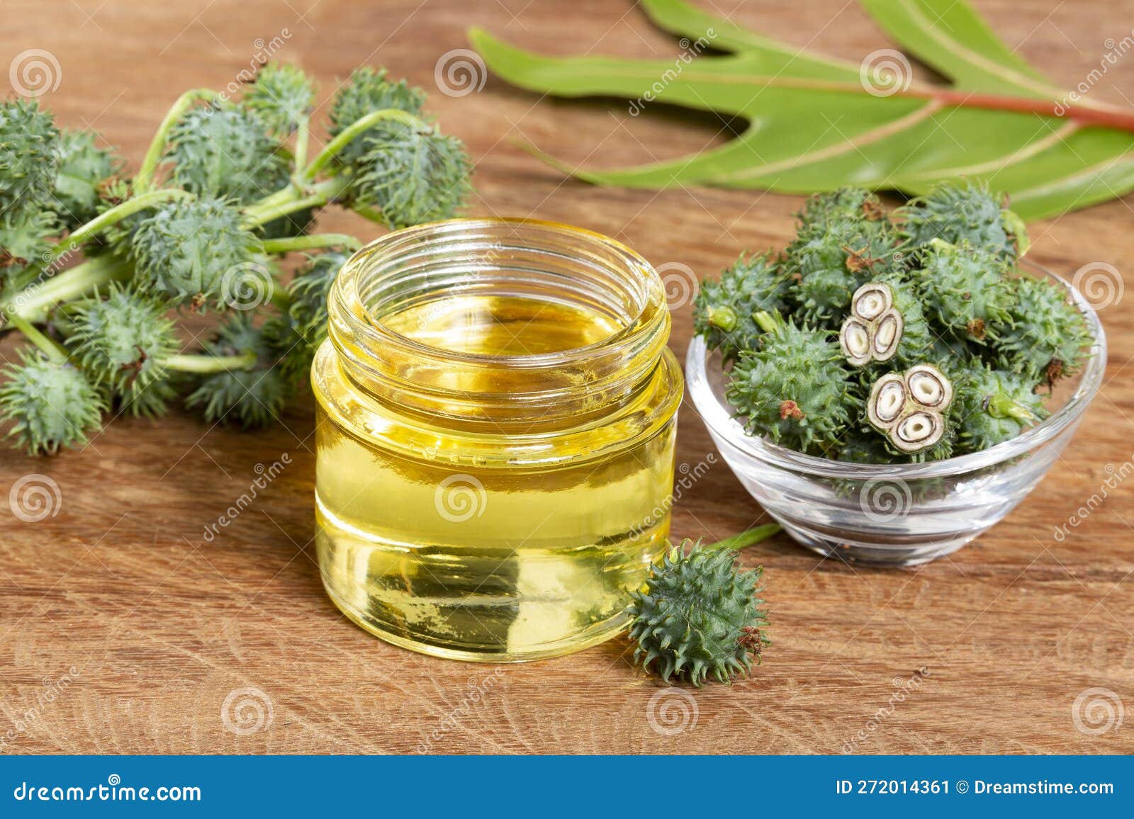 Fruits Green and Castor Oil - Ricinus Communis Stock Image - Image of ...