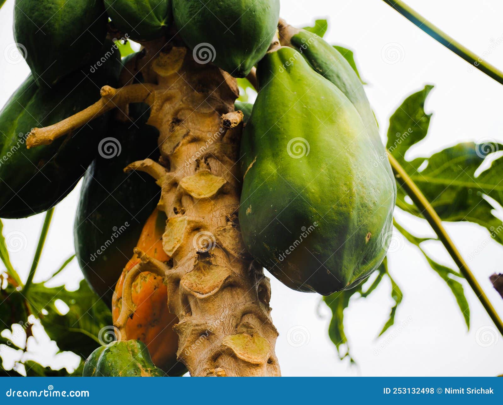 Fruits and Green Leaves, Turquoise Sky and White Light. Stock Photo ...