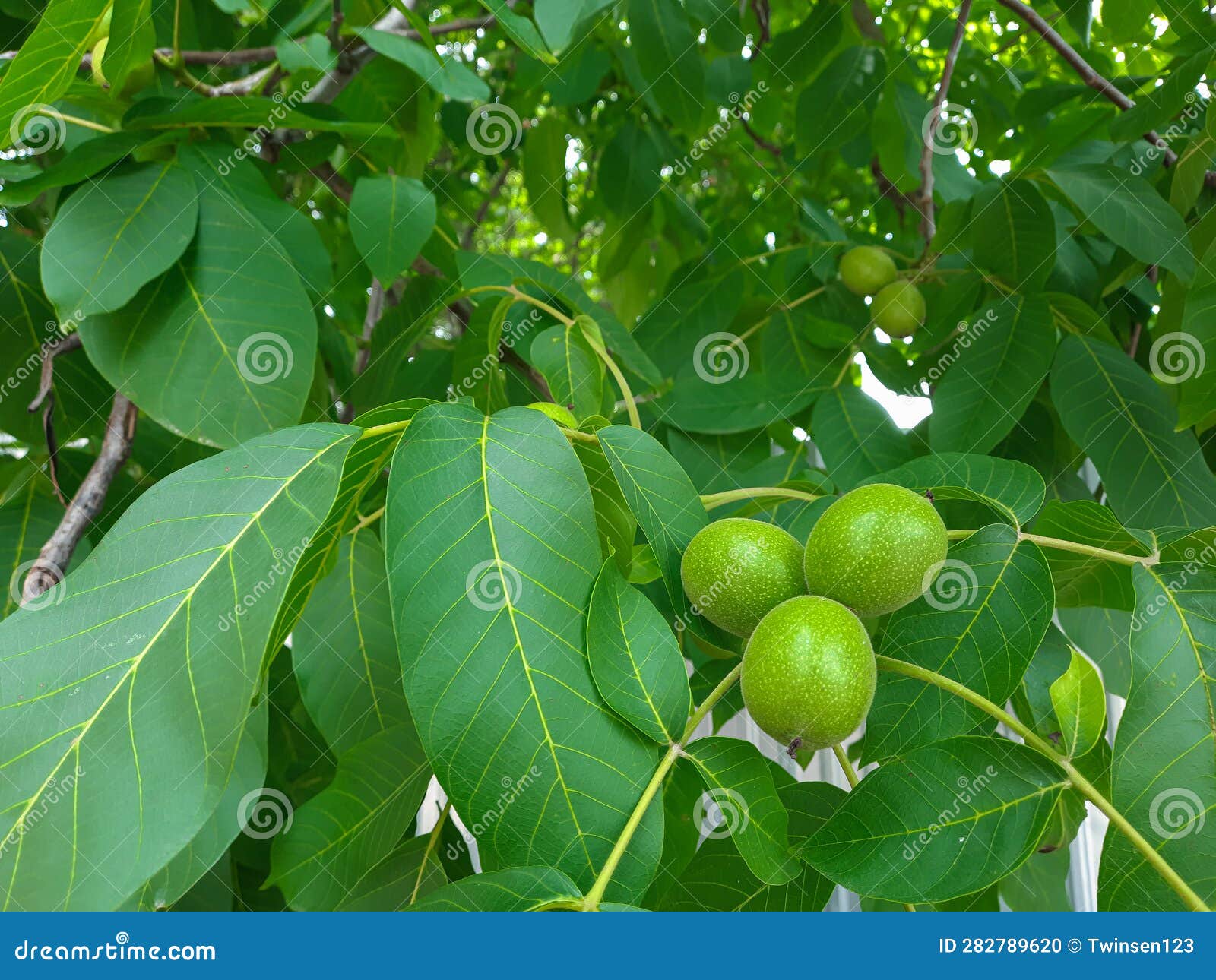 The Fruits of Green Nuts on a Branch among the Leaves Stock Photo ...
