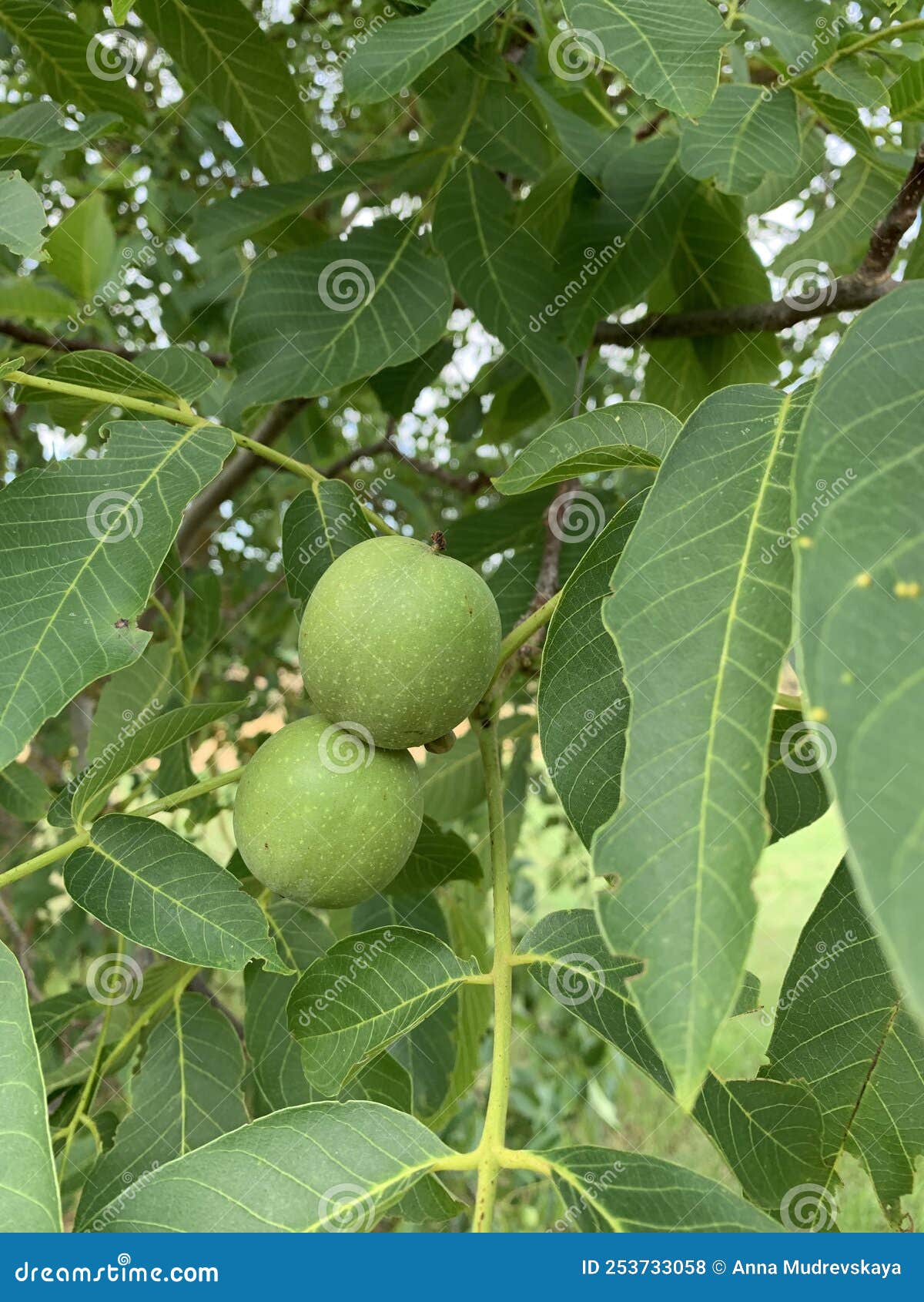 Fruits of a Green Walnut Growing on a Tree, Close-up Stock Photo ...