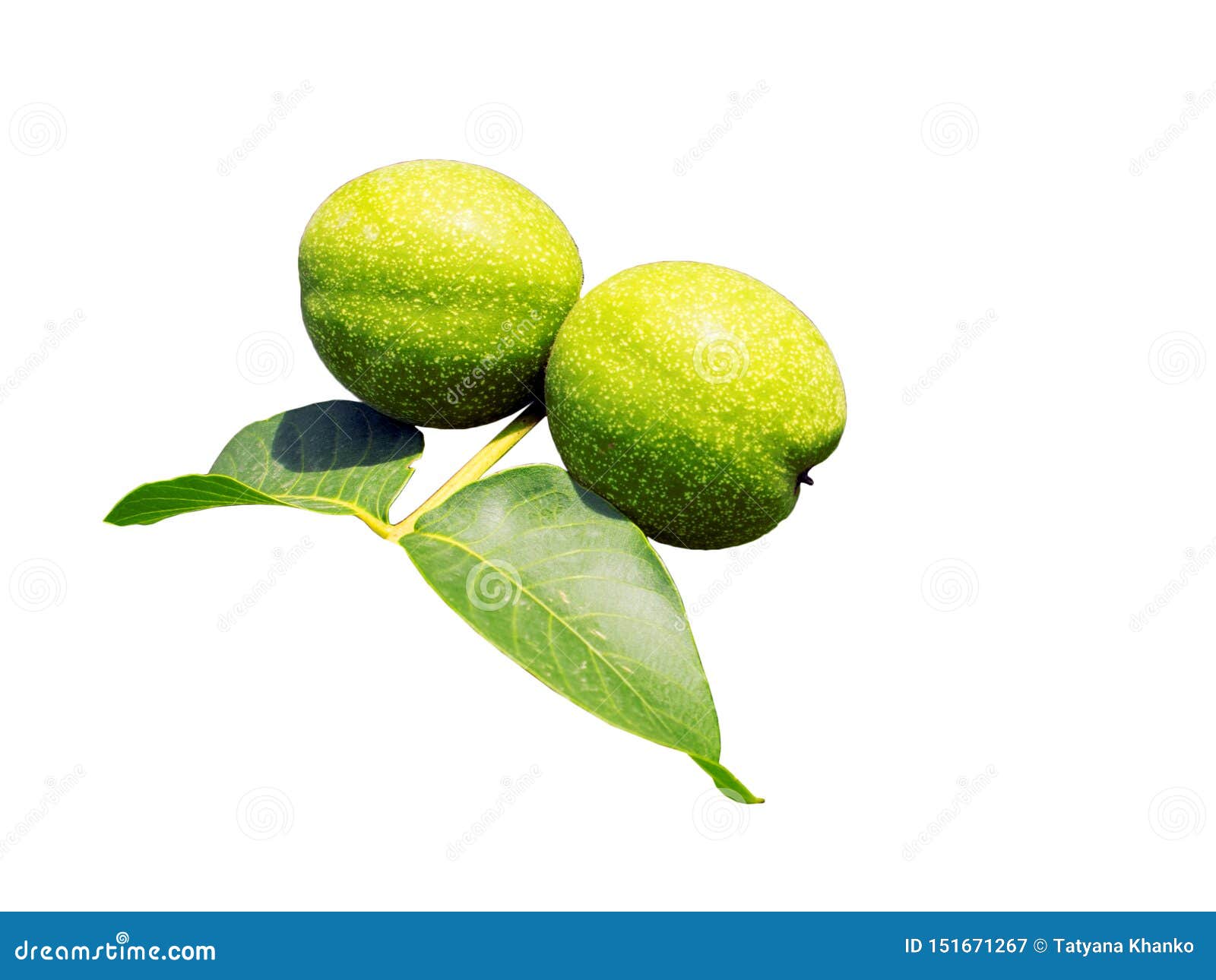 The Fruits of Green Walnut Hang on a Branch. Walnut Tree Young Green ...