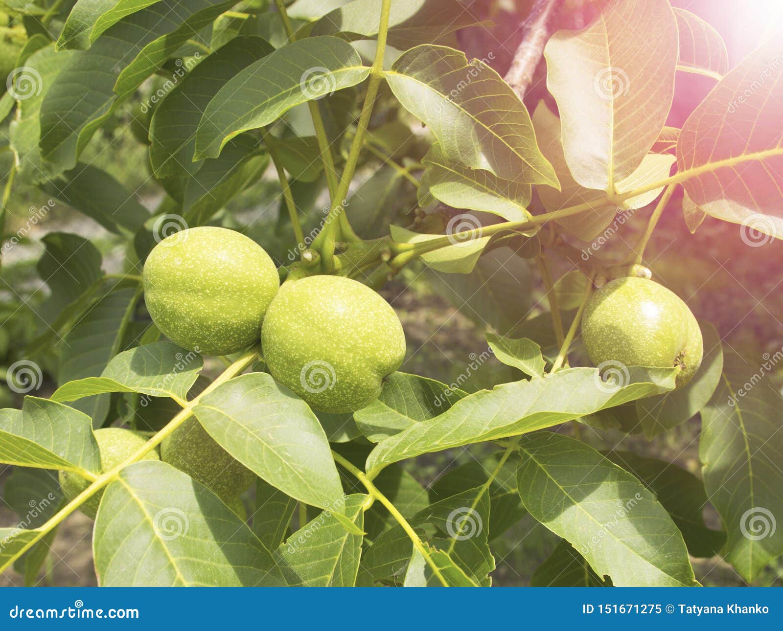 The Fruits of Green Walnut Hang on a Branch. Walnut Tree Young Green ...