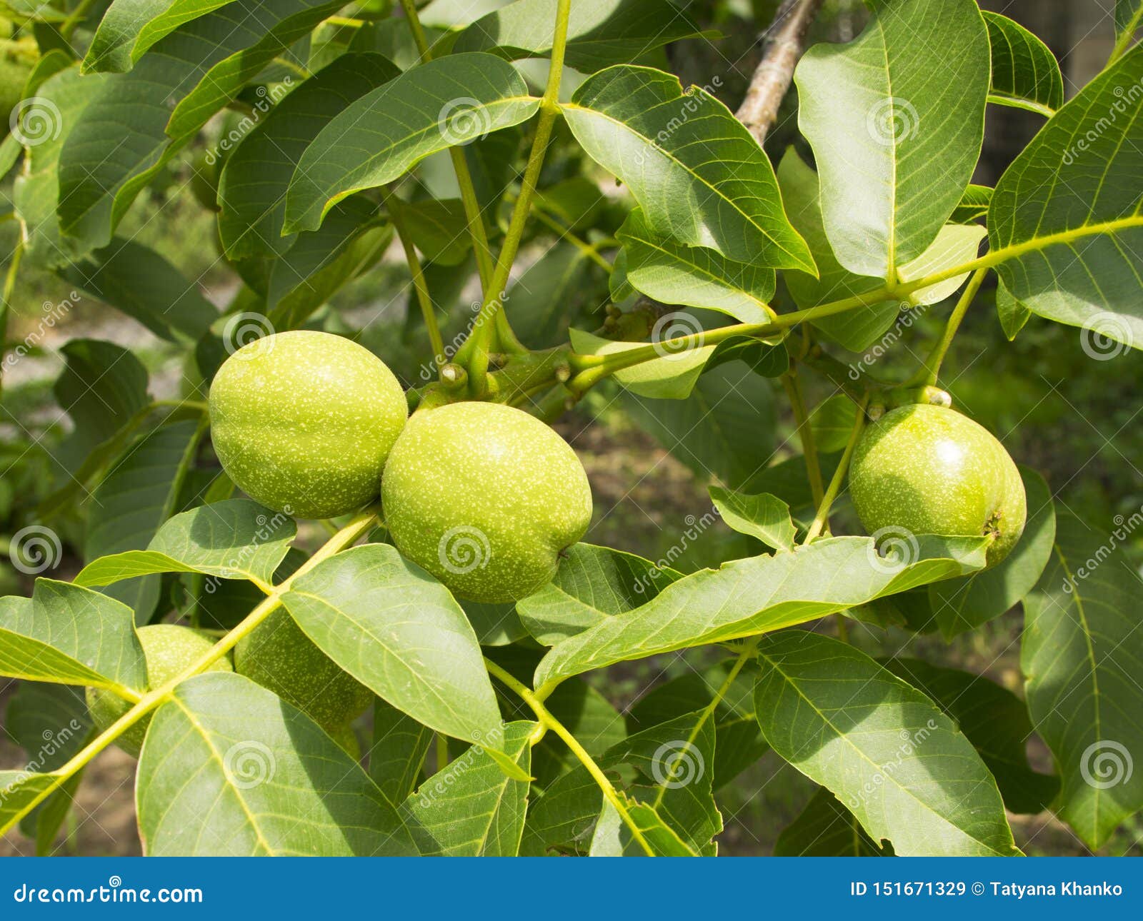 The Fruits of Green Walnut Hang on a Branch. Walnut Tree Young Green ...