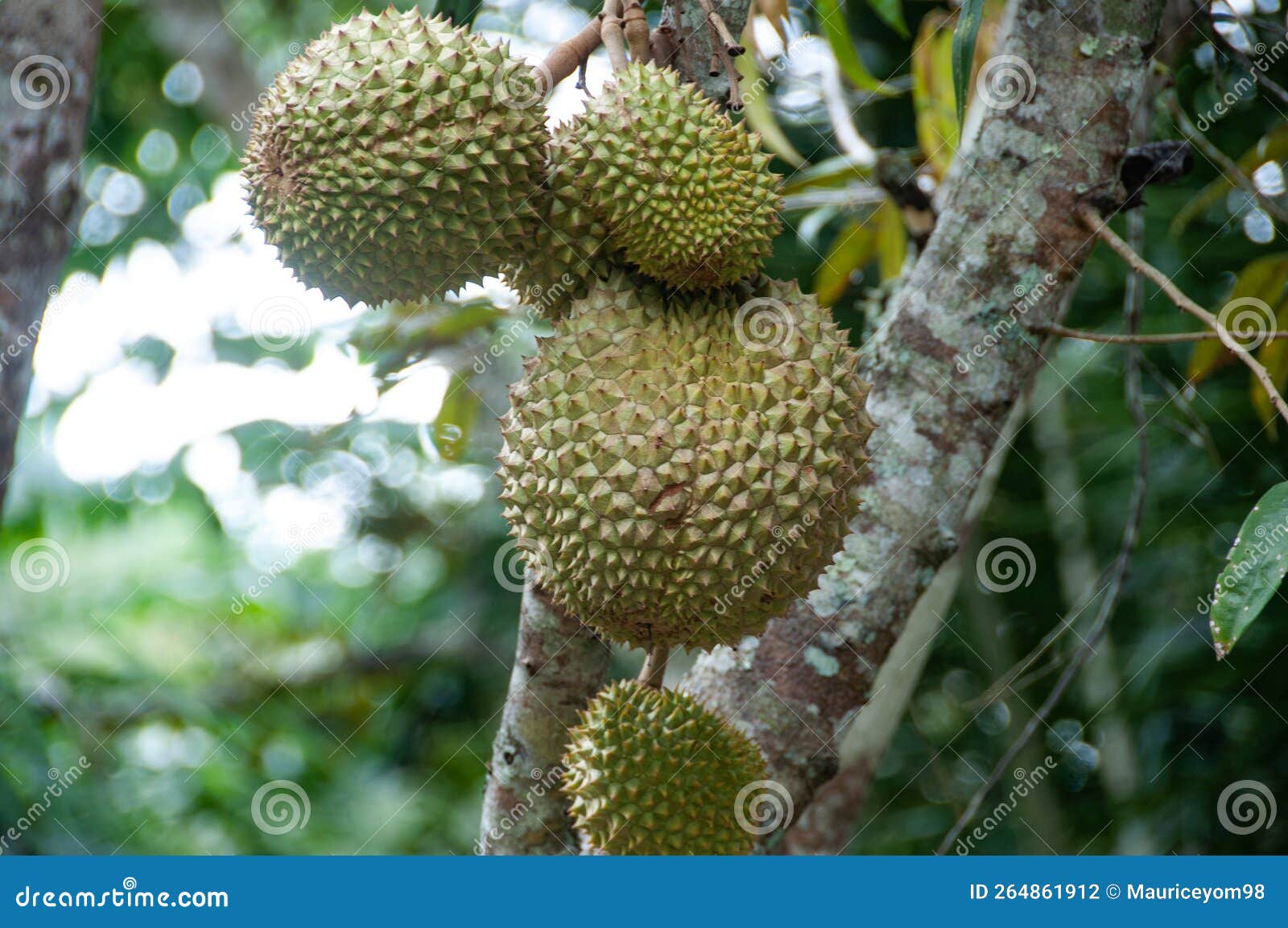 During Fruits Hanging of a Tree. Asian Food Concept Stock Photo - Image ...