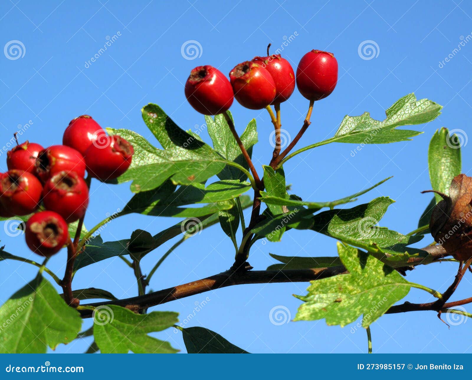 Fruits of Hawthorn (Crataegus Monogyna) Stock Image - Image of ...