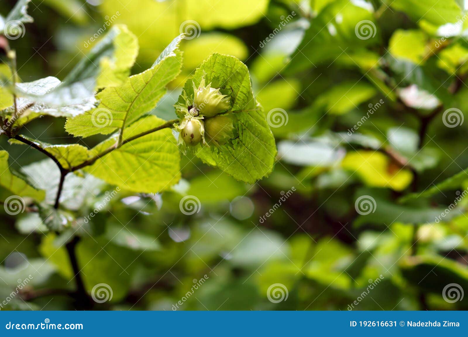 The Fruits of Hazel, Hazelnut Hazel Tree Stock Image - Image of nature ...