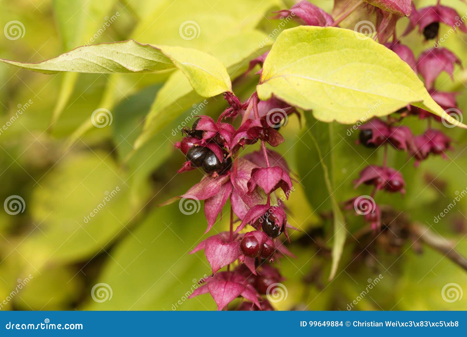 Himalayan Honeysuckle Leycesteria Formosa Stock Photo - Image of ...