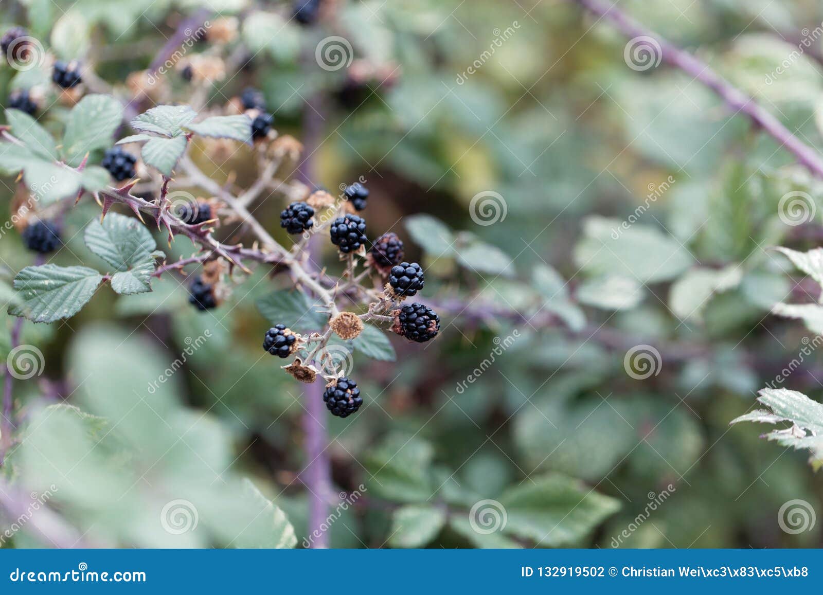 Fruits of a Holy Bramble Rubus Sanctus Stock Photo - Image of rosaceae ...