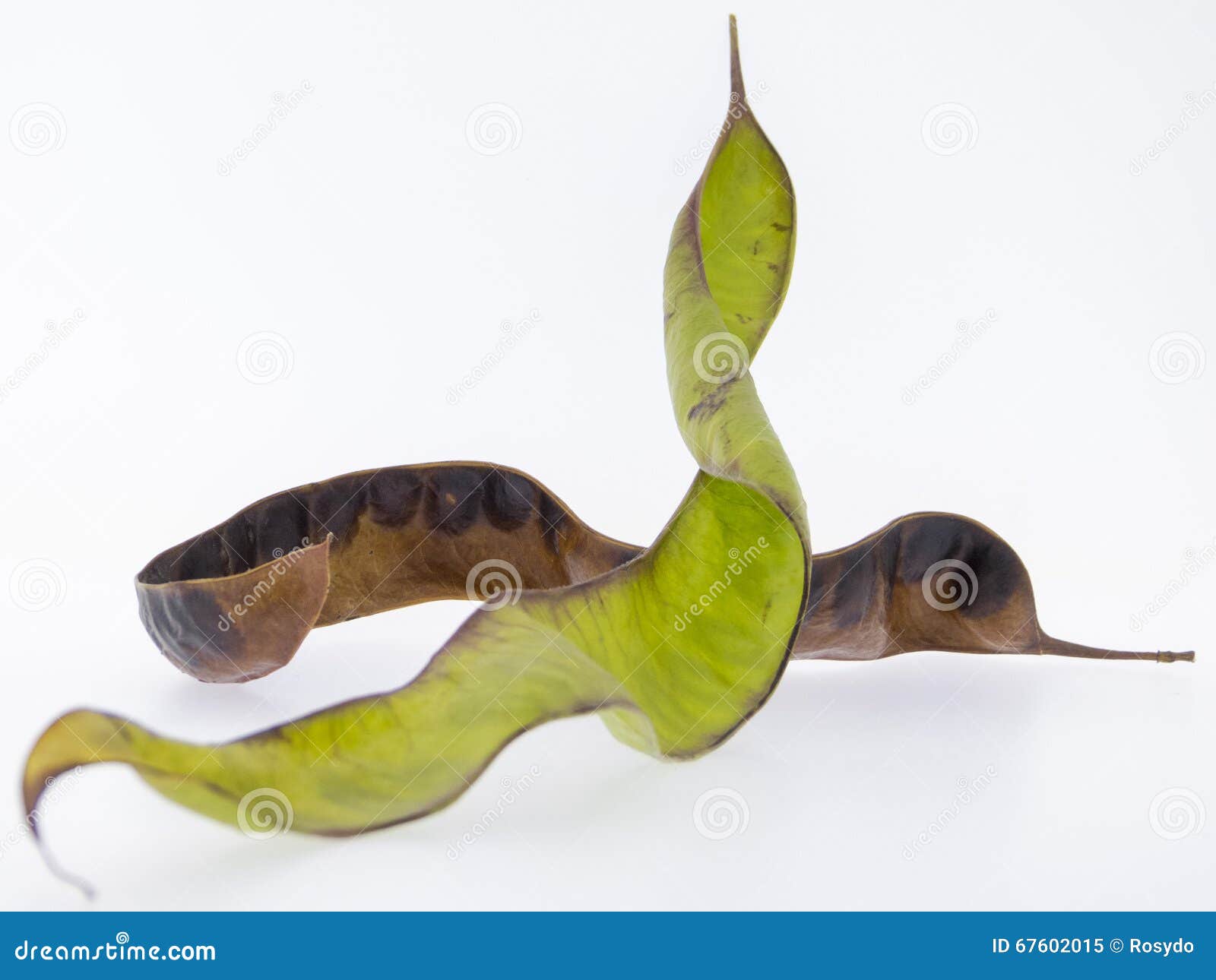 Fruits of the honey locust stock image. Image of america - 67602015