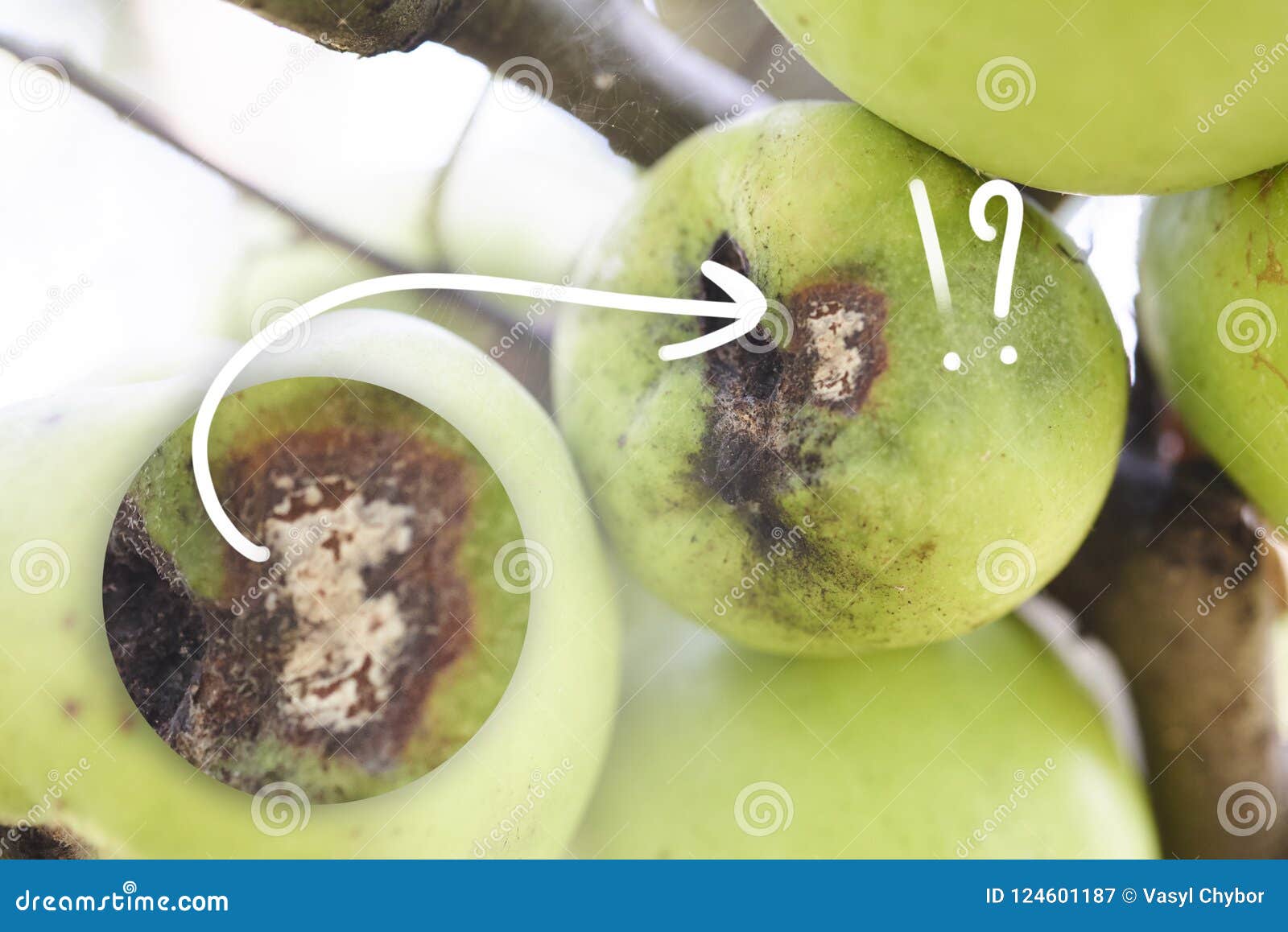 Fruits Infected by the Apple Scab Venturia Inaequalis Stock Image ...
