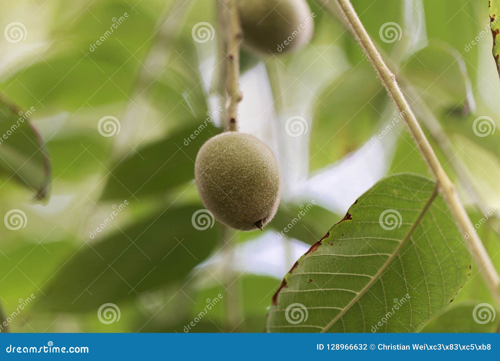 Fruits of a Japanese Walnut Juglans Ailantifolia Stock Photo - Image of ...