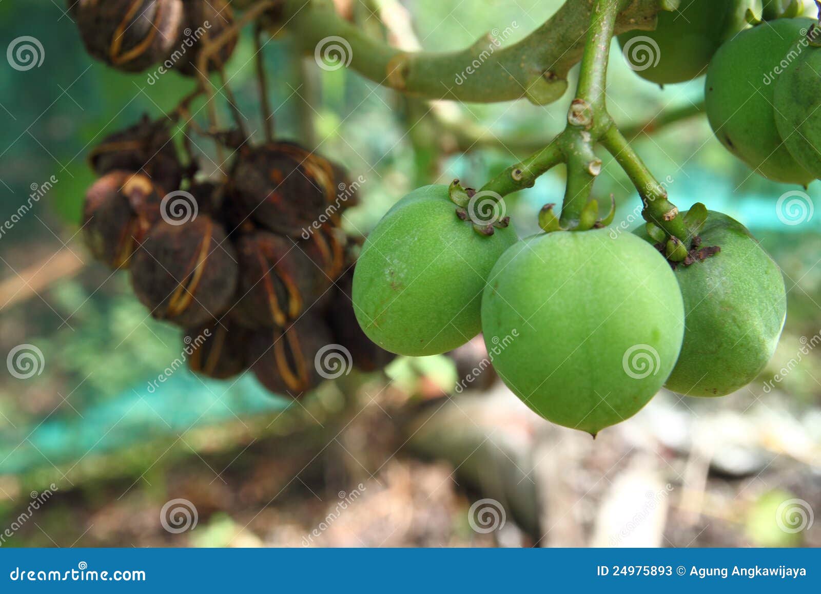 Jatropha Curcas Also Called Jarak Pagar, Physic Nut, Barbados Nut ...