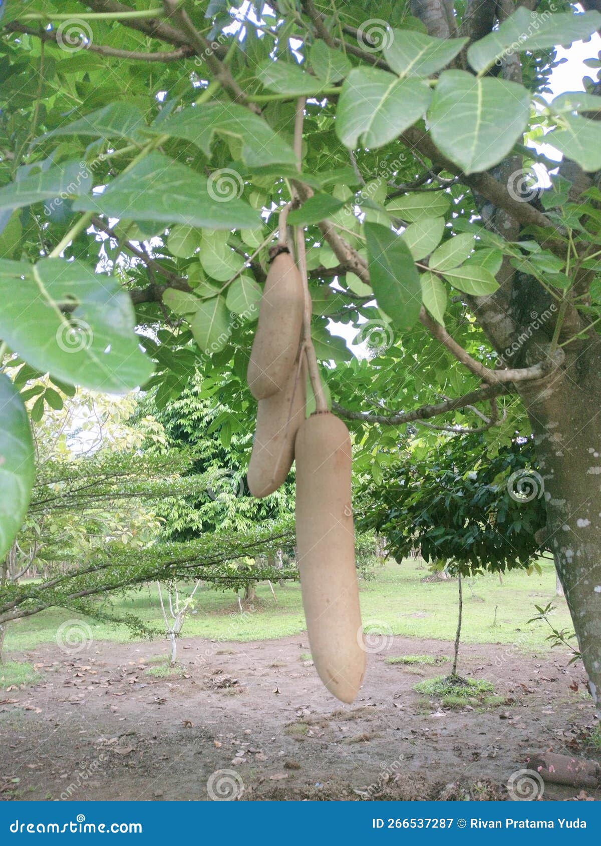The Fruits of the Kigelia Africana Tree Stock Image - Image of green ...