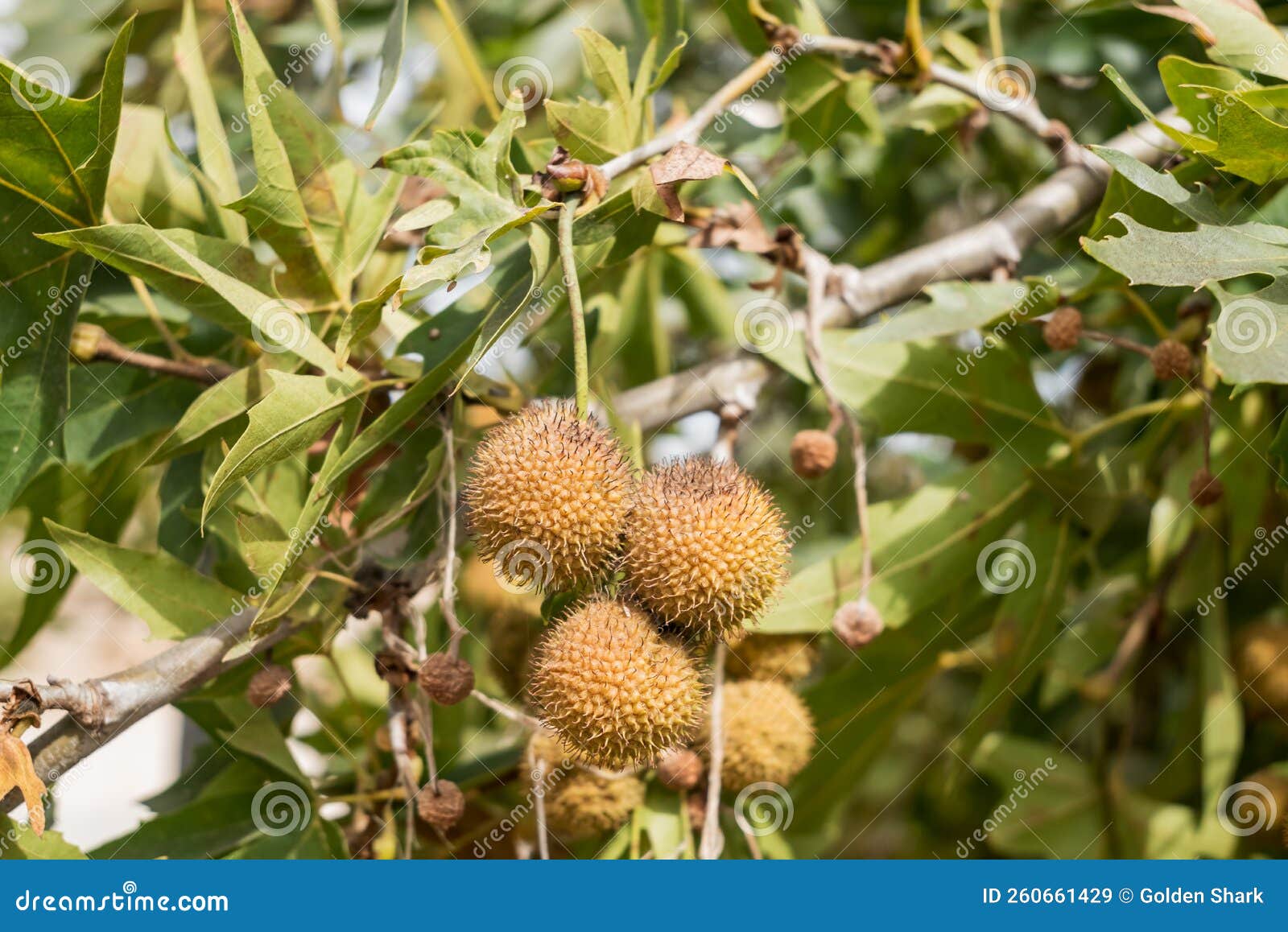 Fruits and Leaves of Oriental Plane, Platanus Orientalis Stock Image ...