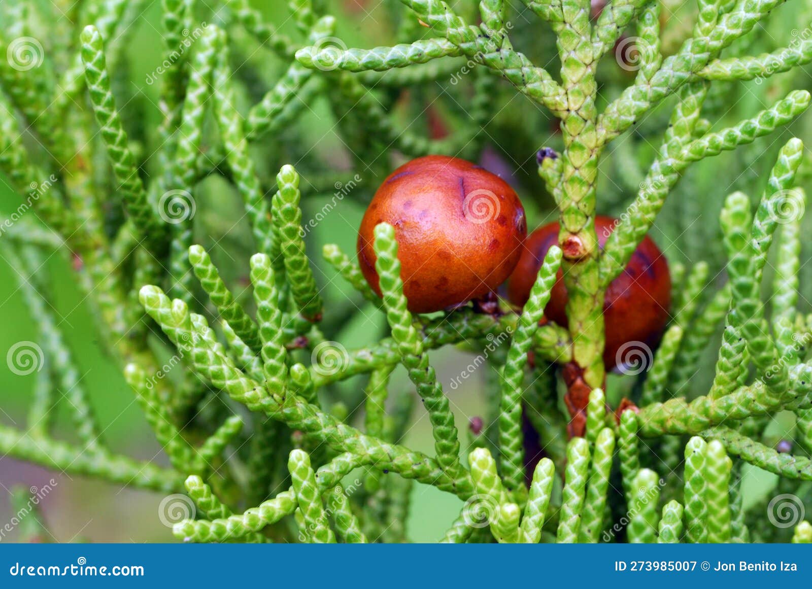 Fruits and Leaves of Phoenician Juniper (Juniperus Phoenicea) Stock ...