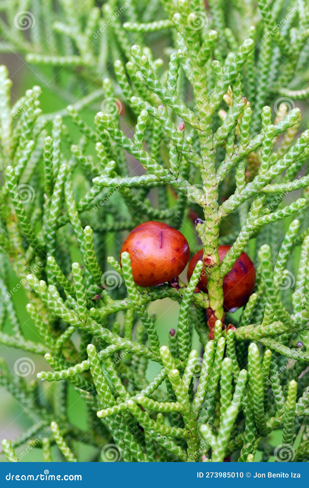 Fruits and Leaves of Phoenician Juniper (Juniperus Phoenicea) Stock ...