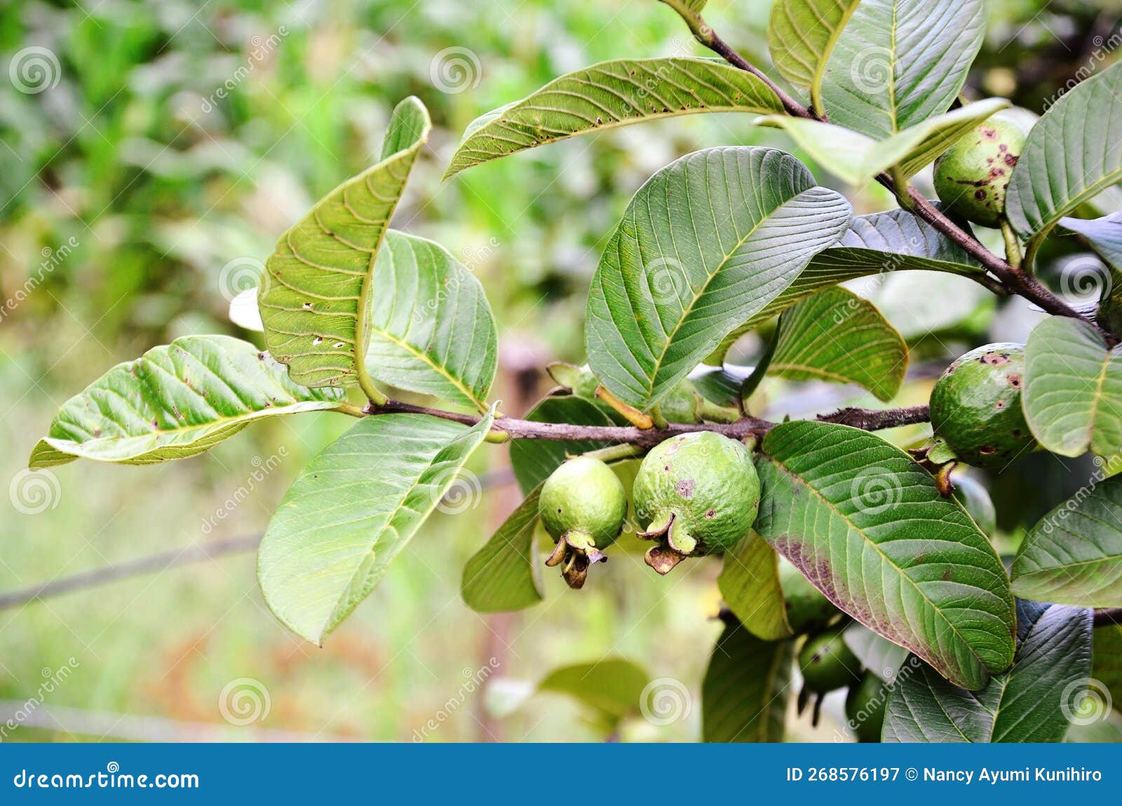 The Fruits and Leaves of Psidium Guajava Stock Image - Image of field ...