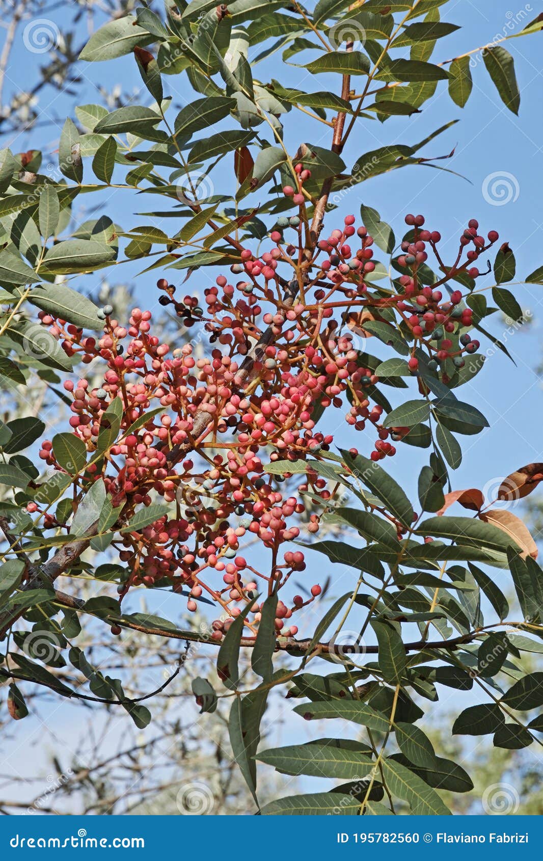 Green Terebinth Tree On A Slope Royalty-Free Stock Photography ...