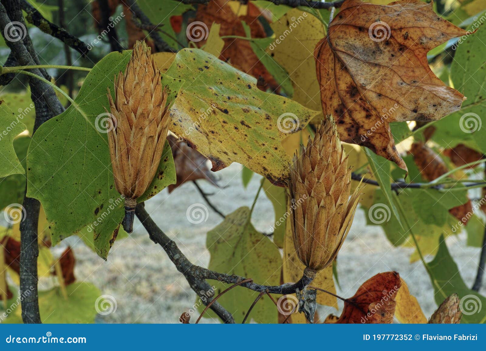 Fruits and Leaves of Tulip Tree in Autumn Stock Photo - Image of autumn ...