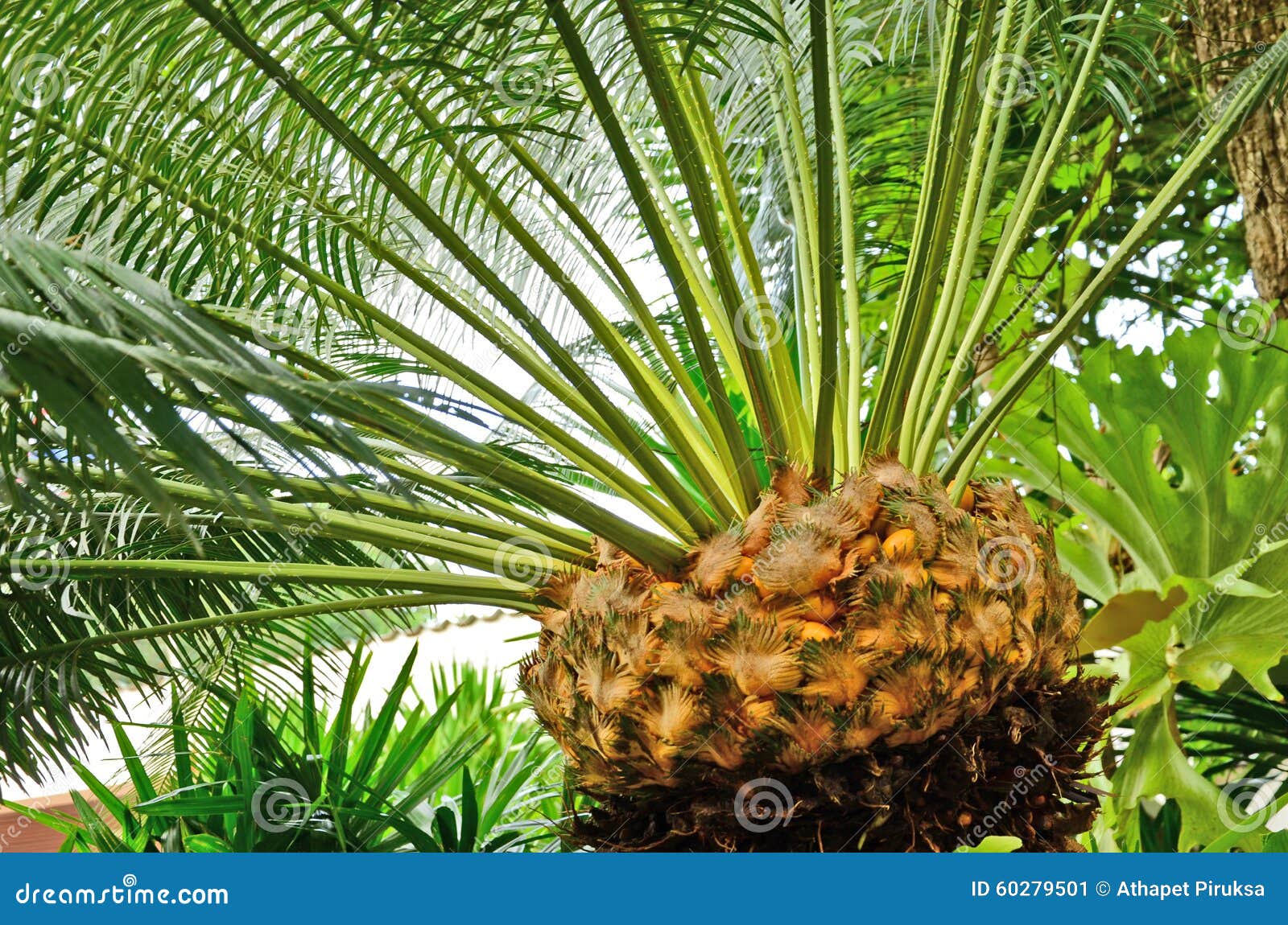 Fruits Cycad Stock Photos - Download 19 Royalty Free Photos