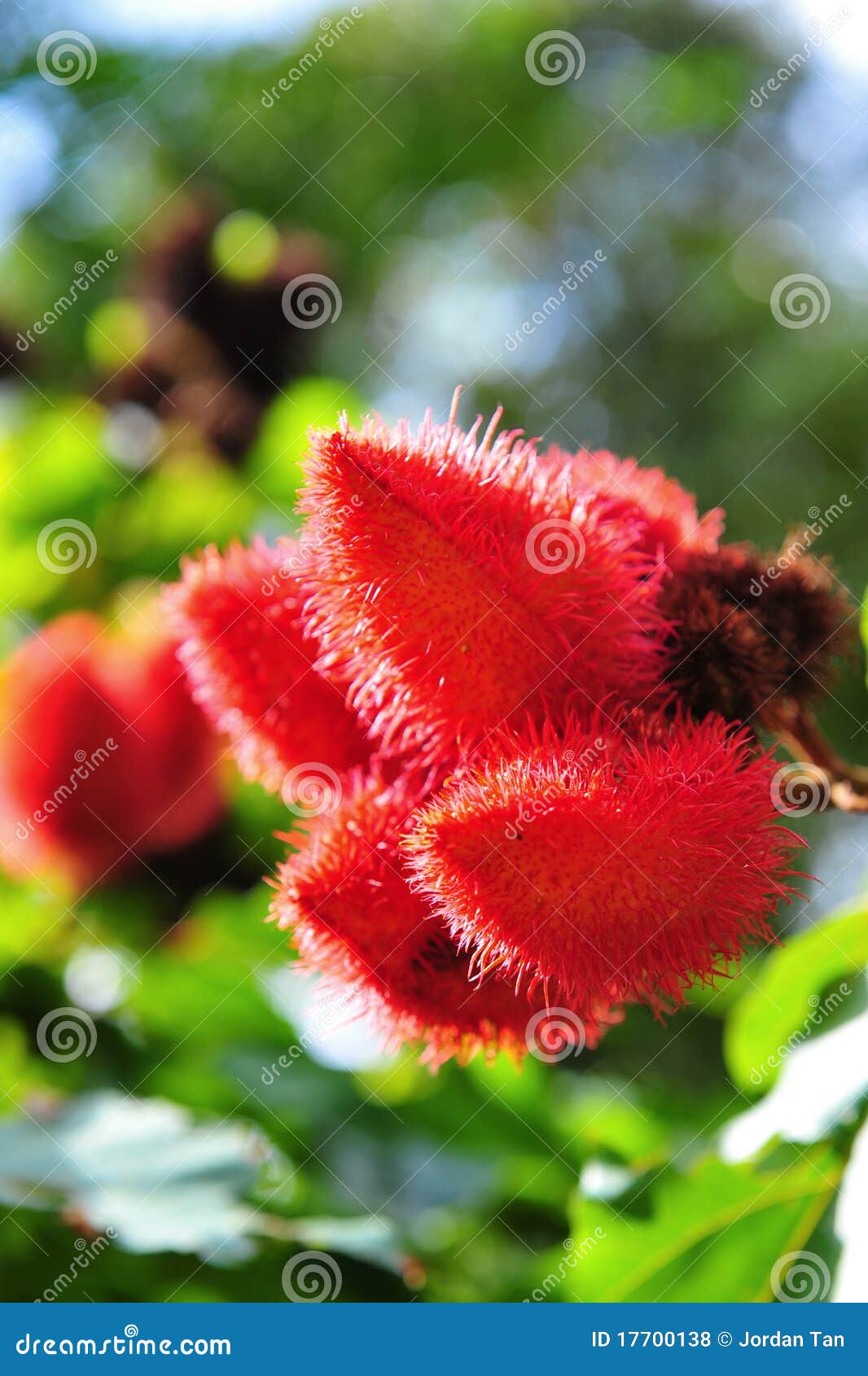 Fruits of lipstick tree stock photo. Image of fruit, hair - 17700138
