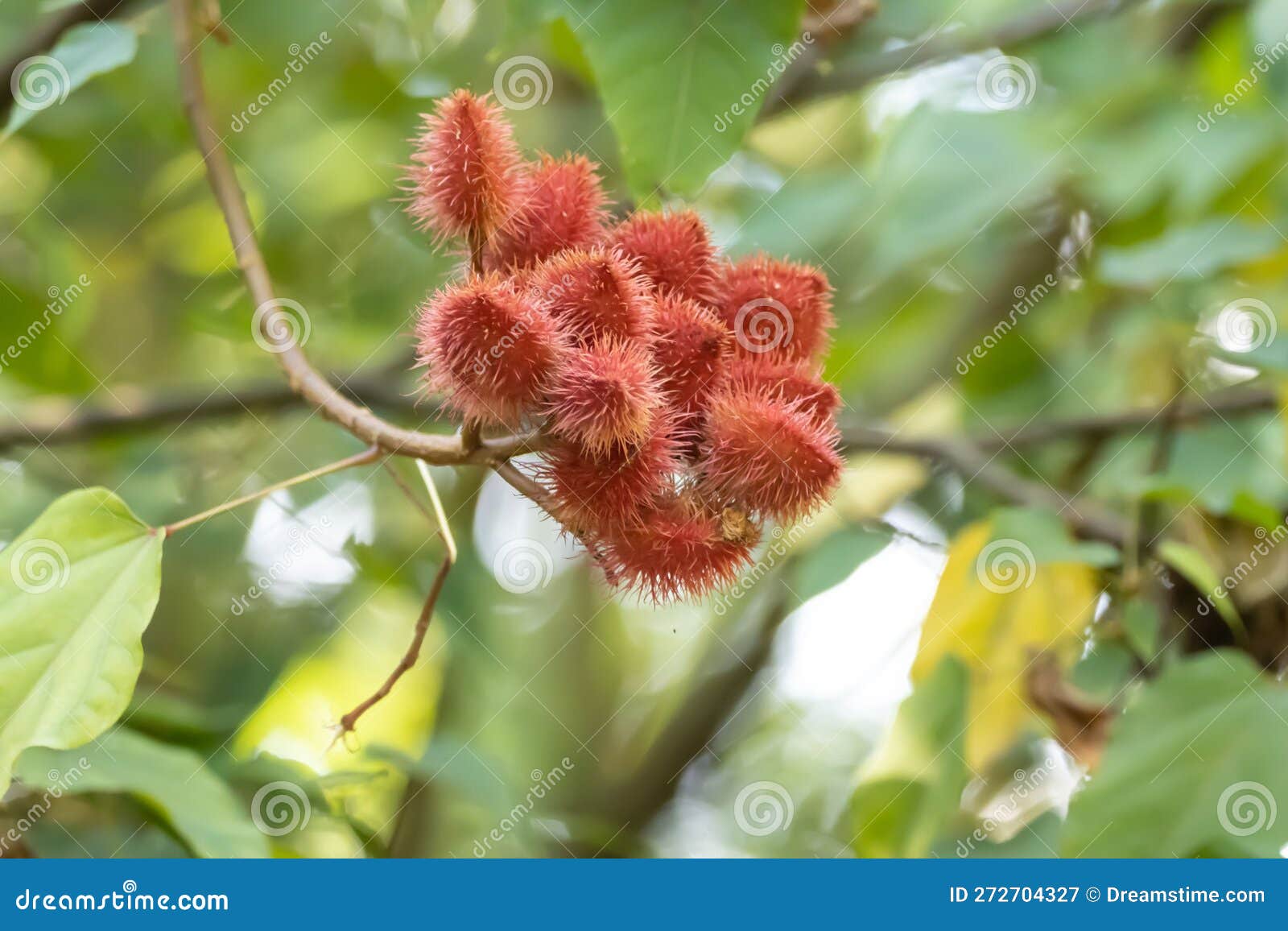 Fruits of a Lipstick Tree, Bixa Orellana Stock Image - Image of ...