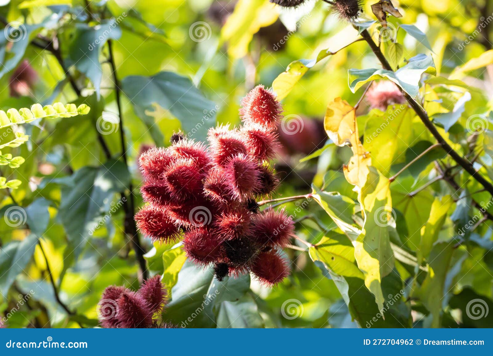 Fruits of a Lipstick Tree, Bixa Orellana Stock Photo - Image of bixa ...