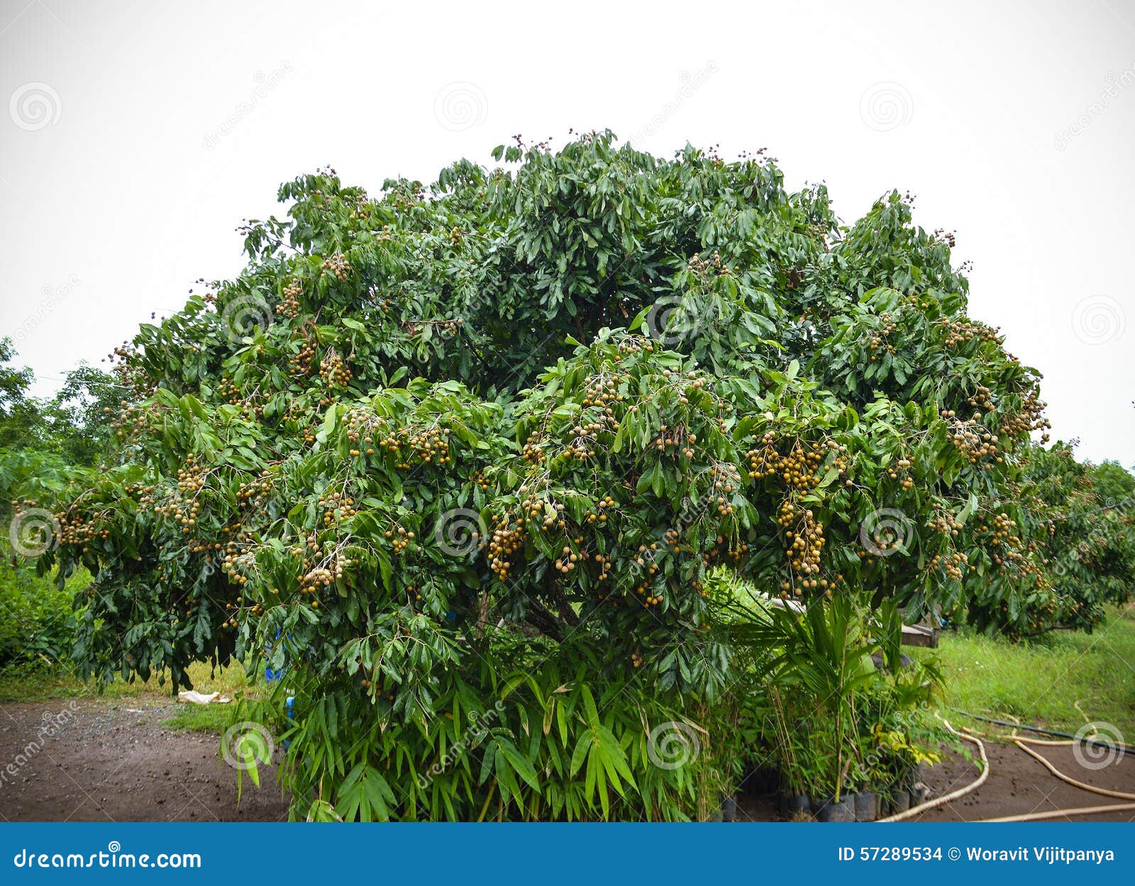 Fruits longan on the tree stock photo. Image of vitamin - 57289534