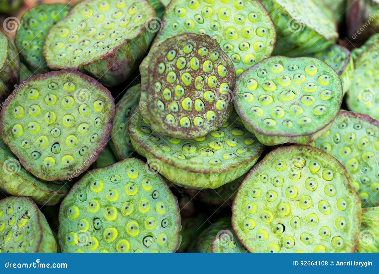 Fruits of lotus stock photo. Image of nature, waterlily - 92664108