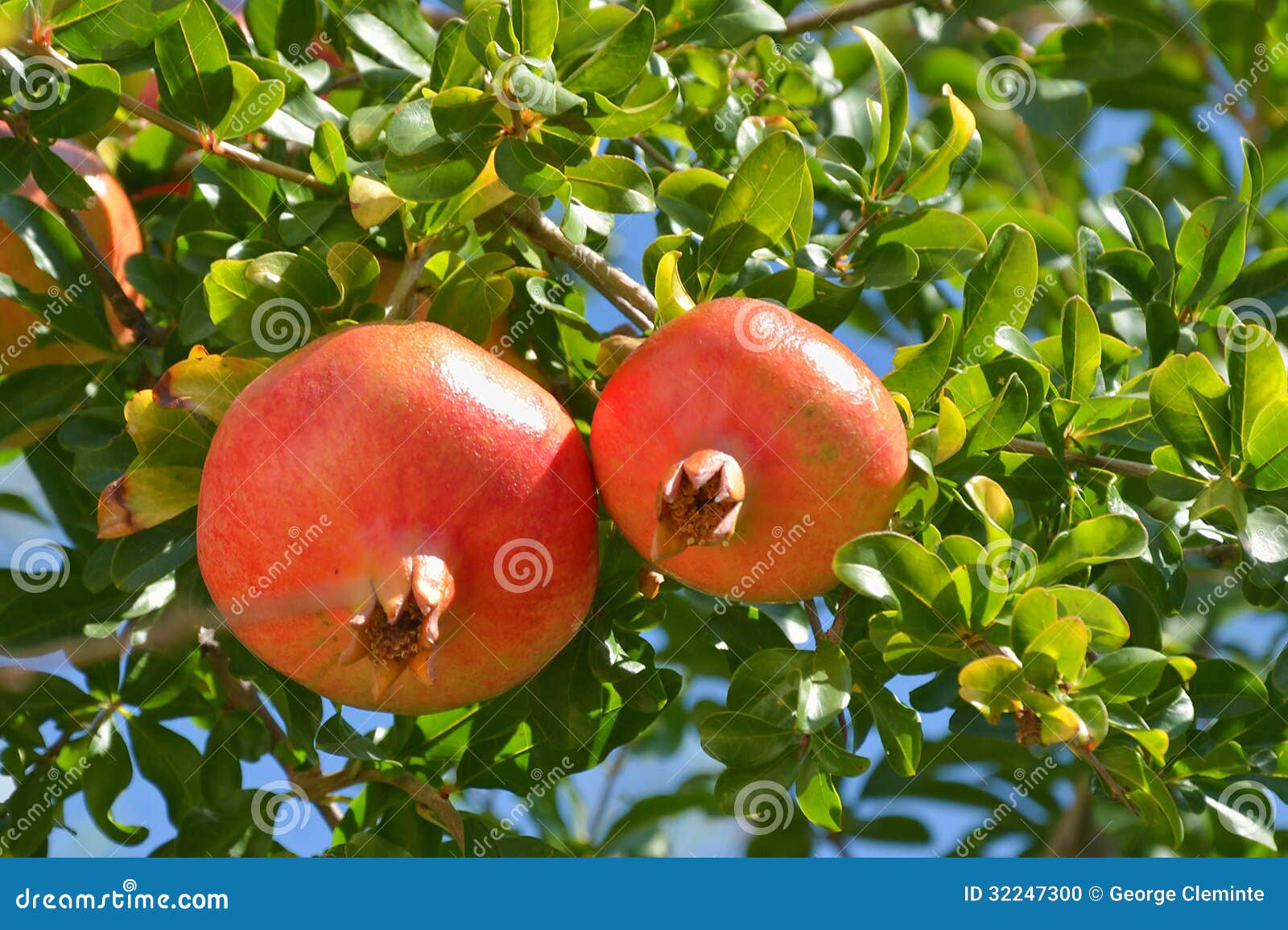 Fruits Mûrs De Grenade Dans L'arbre Photo stock - Image du délicieux ...