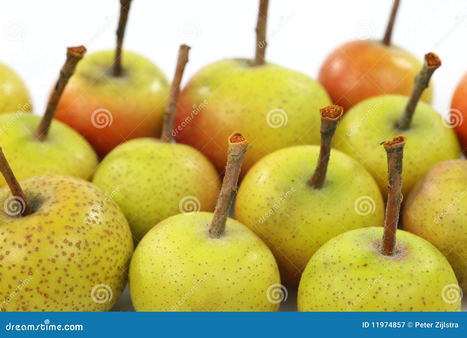 Fruits of the Malus Pumila stock image. Image of seeds - 11974857