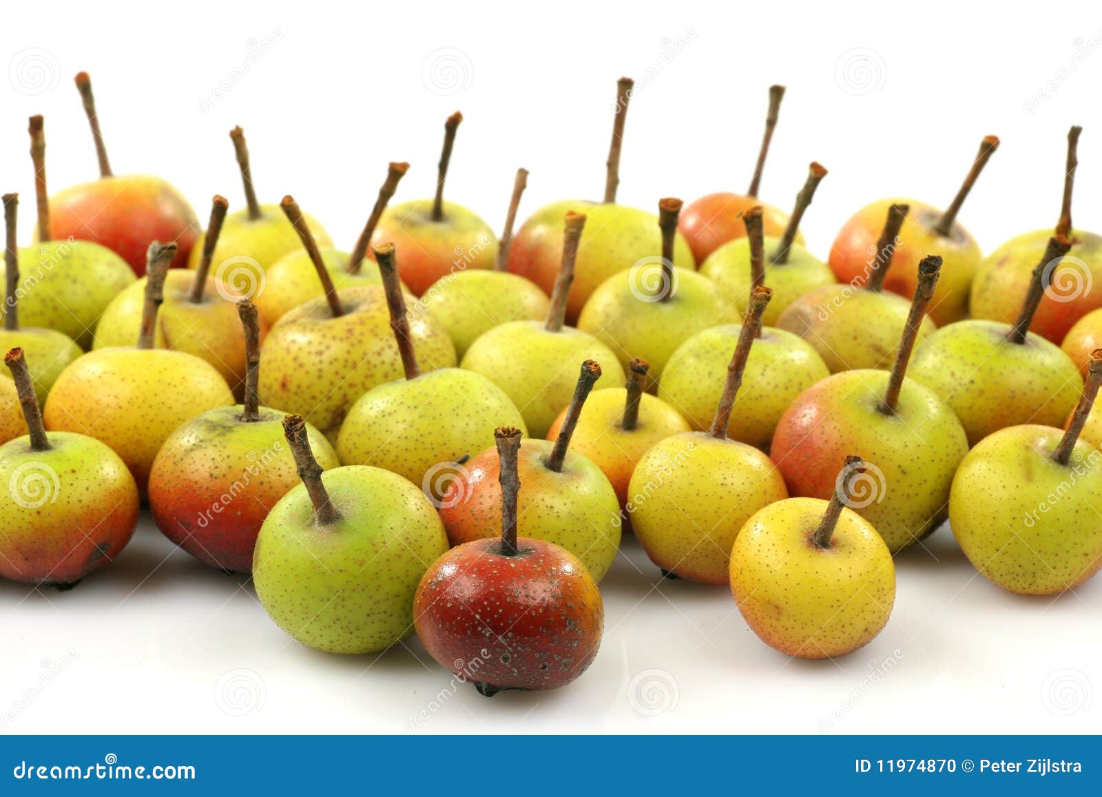 Fruits of the Malus Pumila stock photo. Image of fruit - 11974870