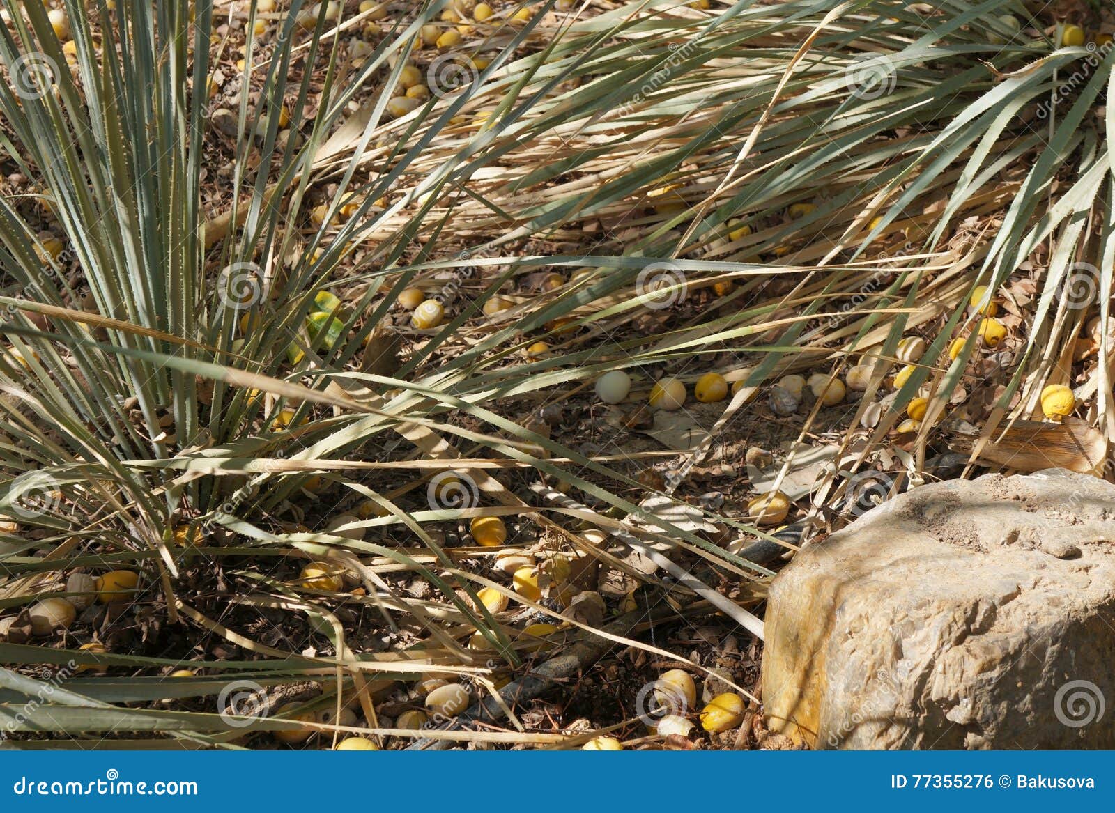 Fruits of Marula tree stock photo. Image of full, fruits - 77355276