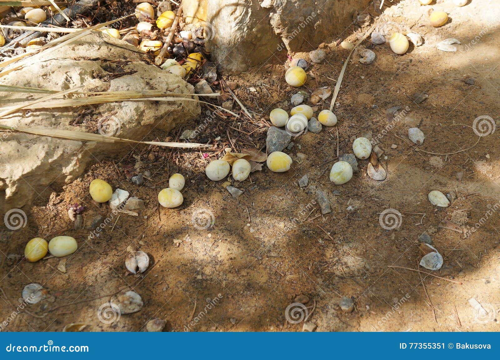 Fruits of Marula tree stock image. Image of nature, marula - 77355351