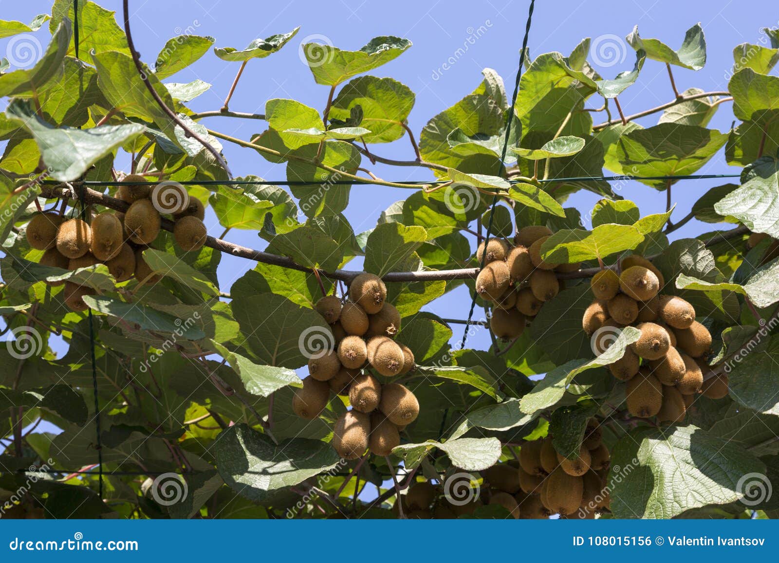 Fruits of Mature Ripe Kiwi on Branches. Stock Photo - Image of fruits ...