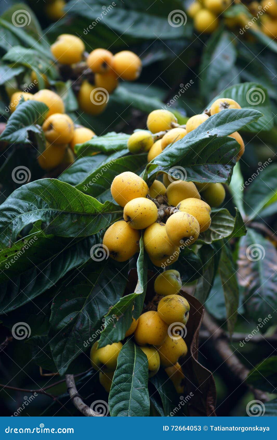 Fruits Medlar Japanese on a Tree Stock Image - Image of fruitage ...
