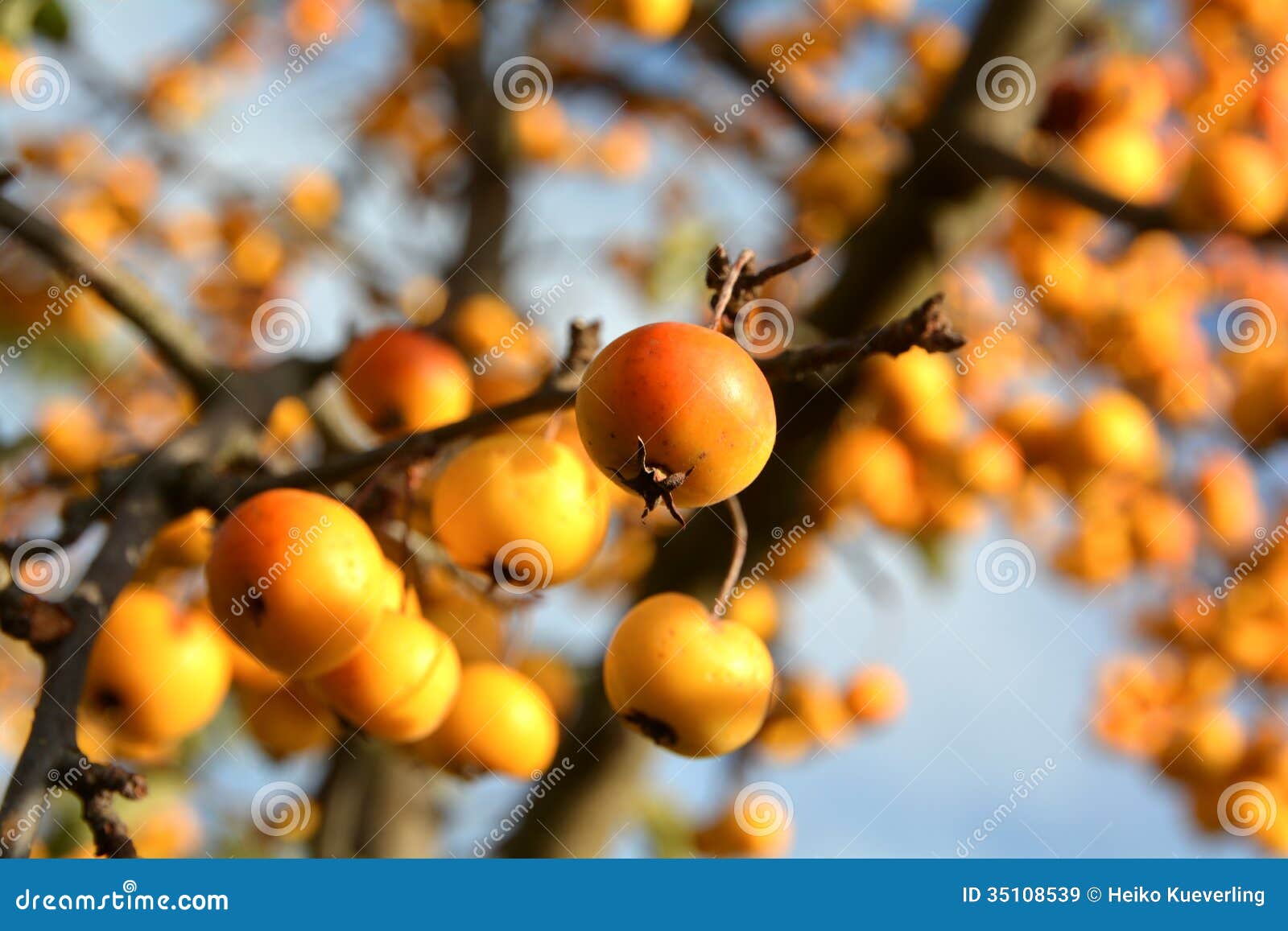 Fruits on a Miniature Apple Tree Stock Image - Image of park, botany ...