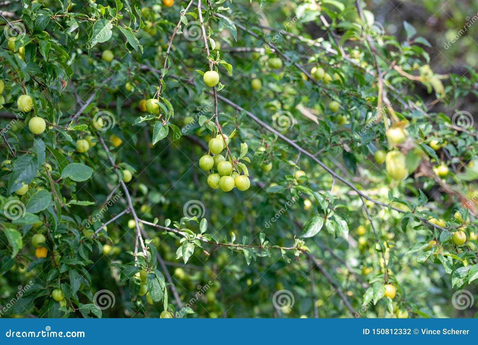 Fruits of Mirabelle Plum, Prunus Domestica Stock Photo - Image of ...