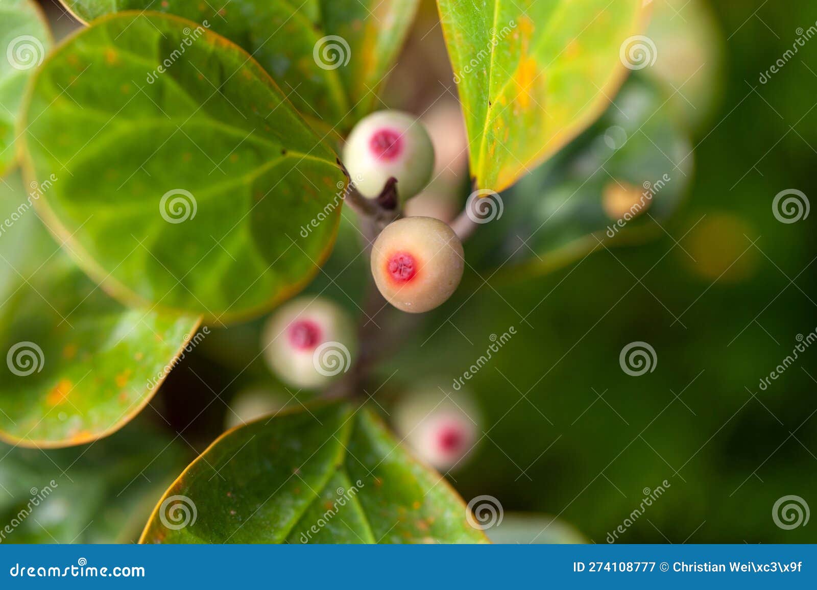 Fruits of a Mistletoe Fig, Ficus Deltoidea Stock Image - Image of herb ...