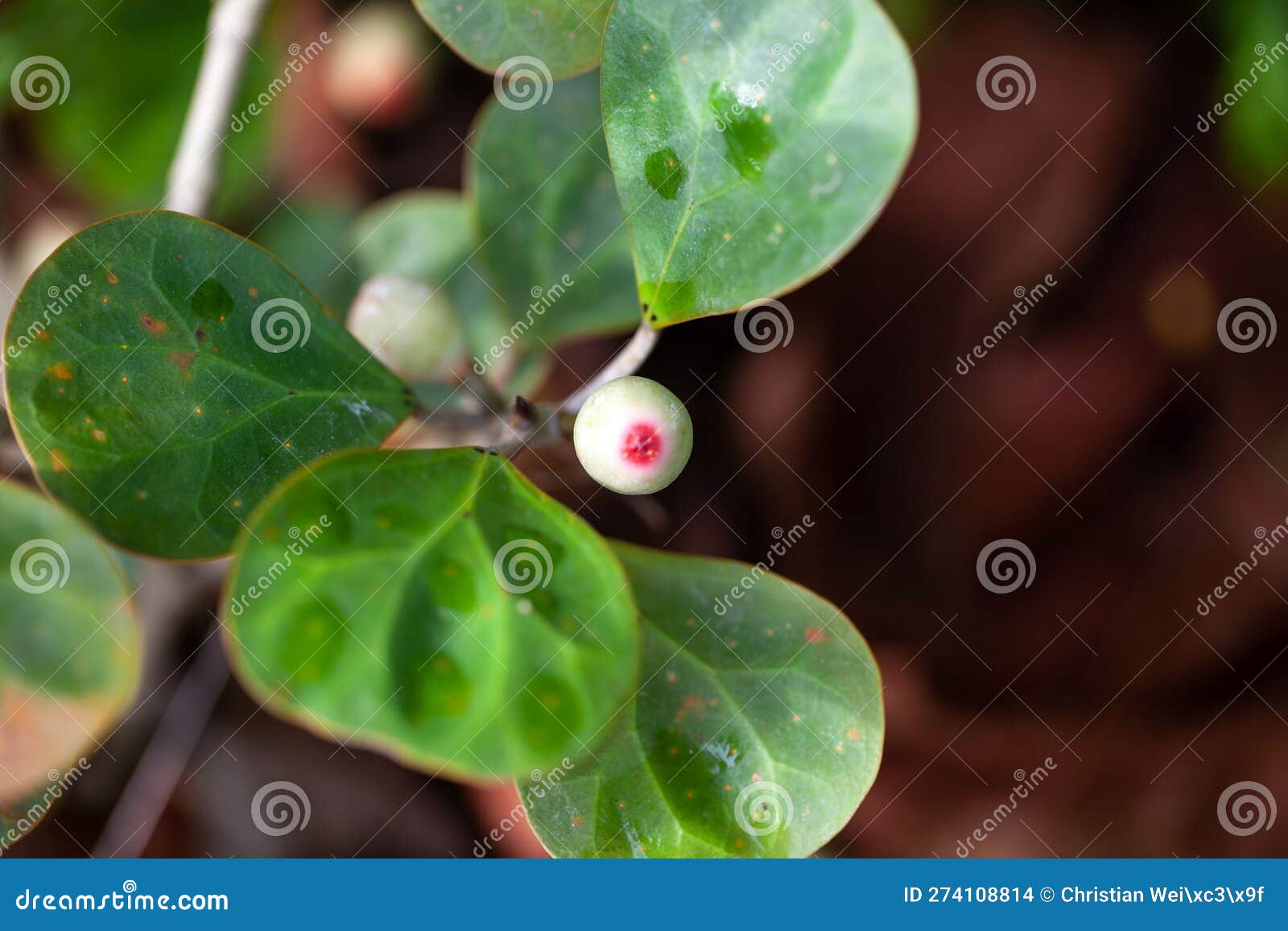 Fruits of a Mistletoe Fig, Ficus Deltoidea Stock Photo - Image of ...
