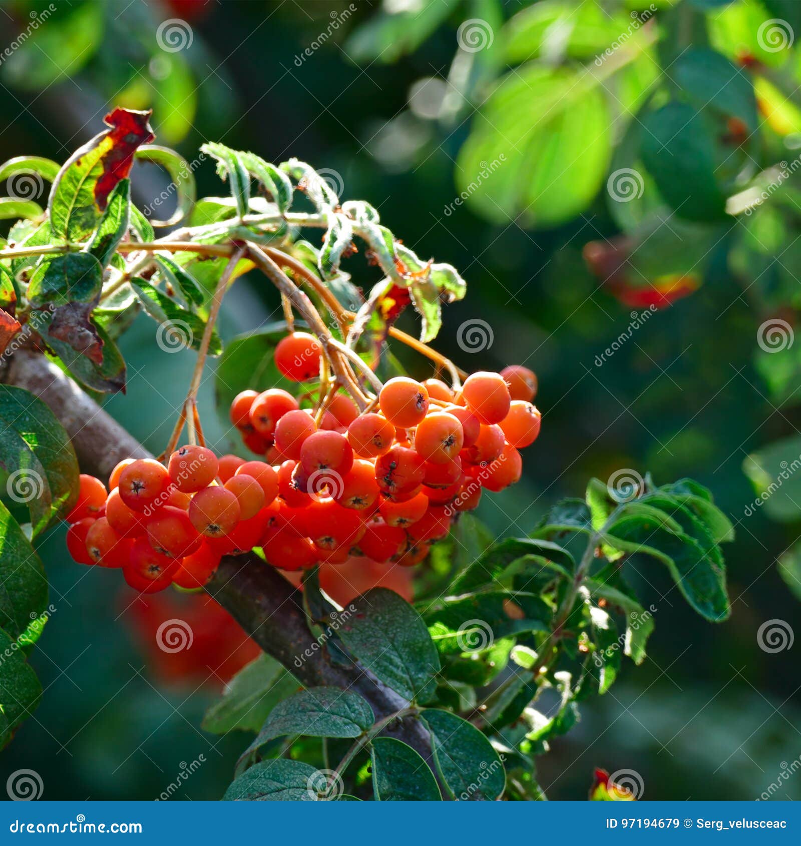 Fruits of Mountain Ash on Bright Sunny Day Stock Image - Image of ...