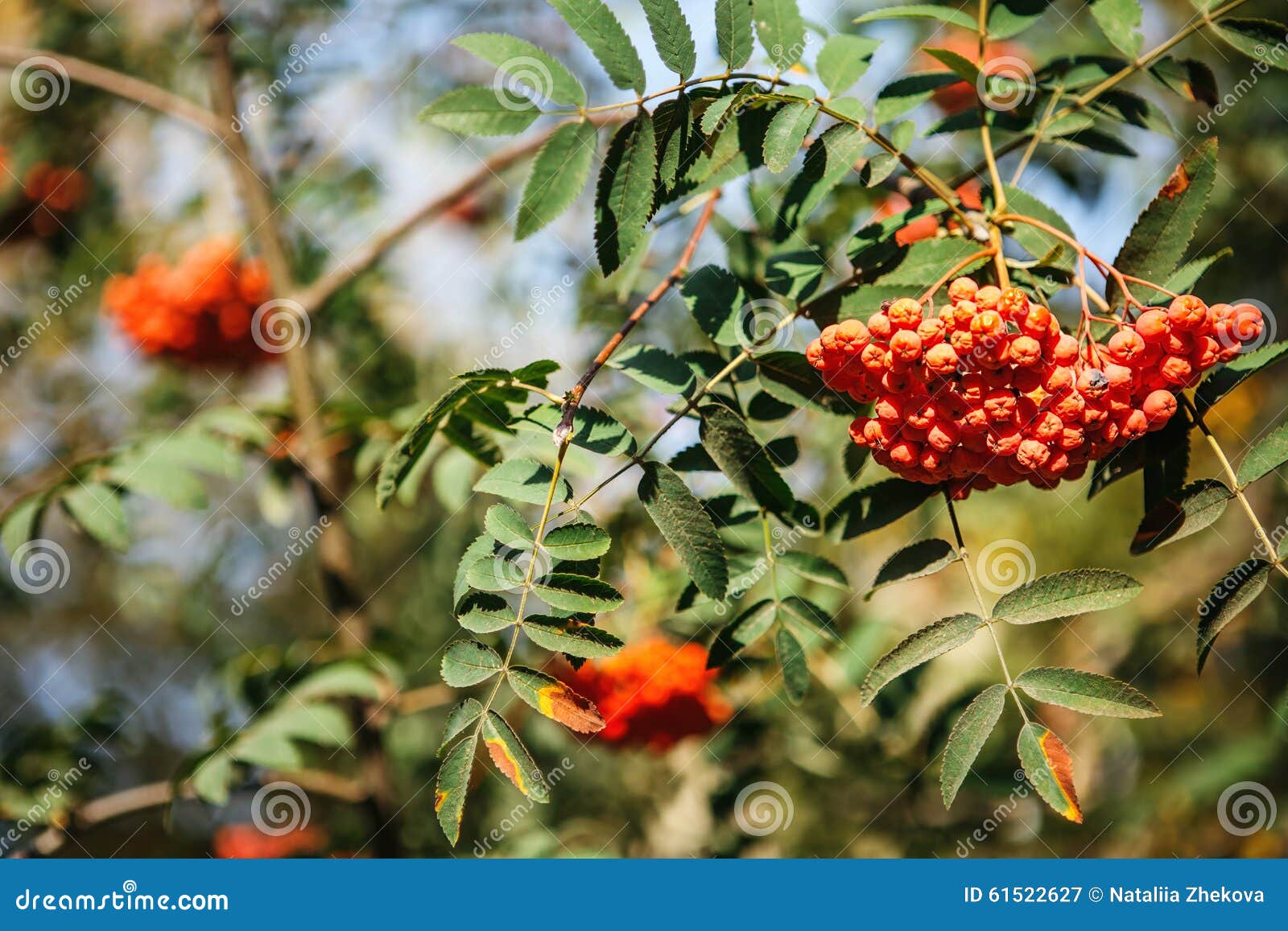 The Fruits of Mountain Ash Hanging in Clusters on the Branches O Stock ...