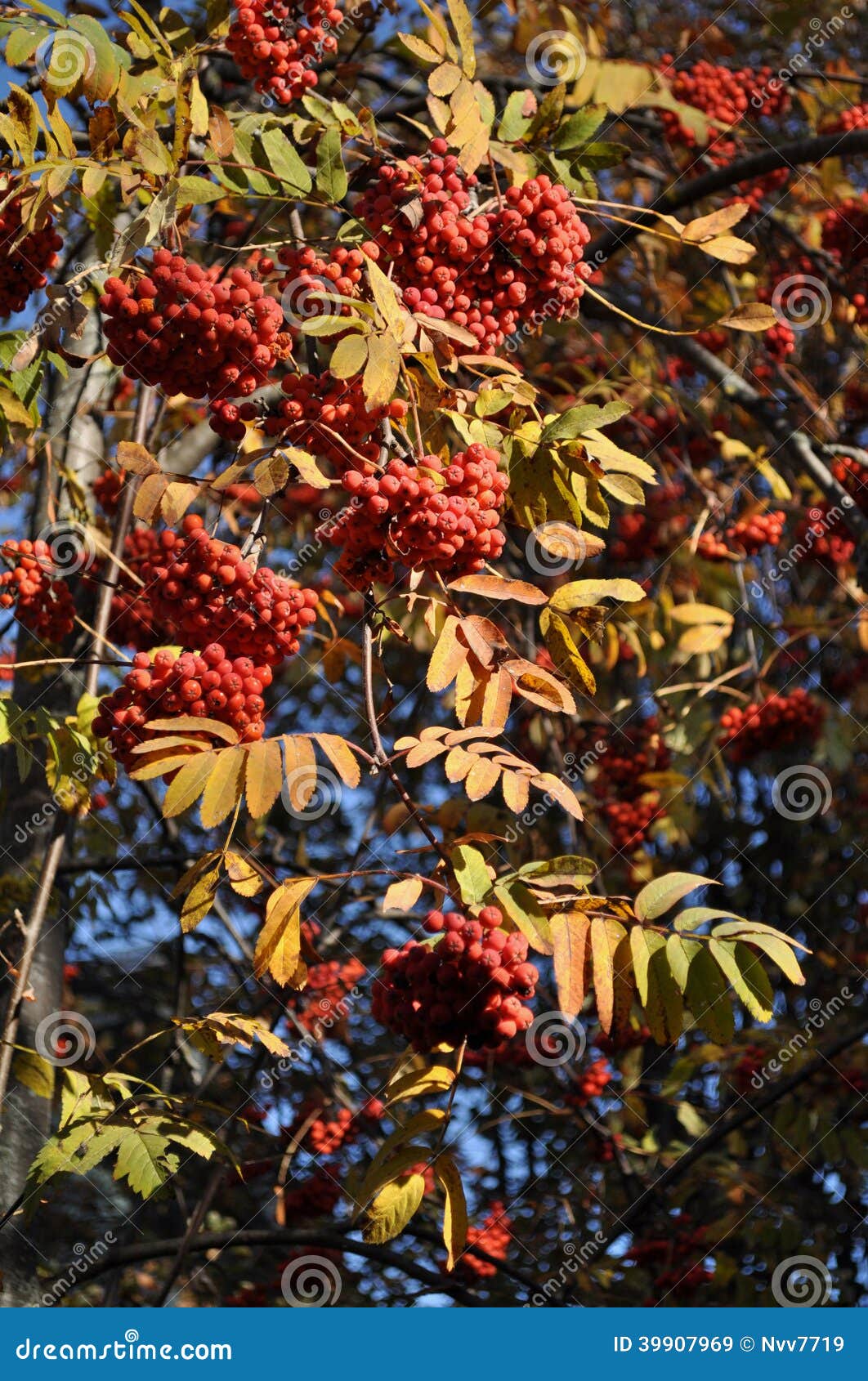Fruits of mountain ash stock image. Image of leaves, branches - 39907969