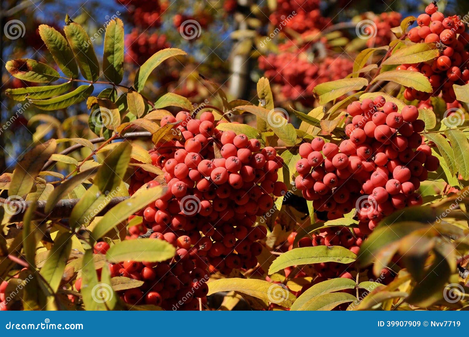 Fruits of mountain ash stock image. Image of nature, mountain - 39907909